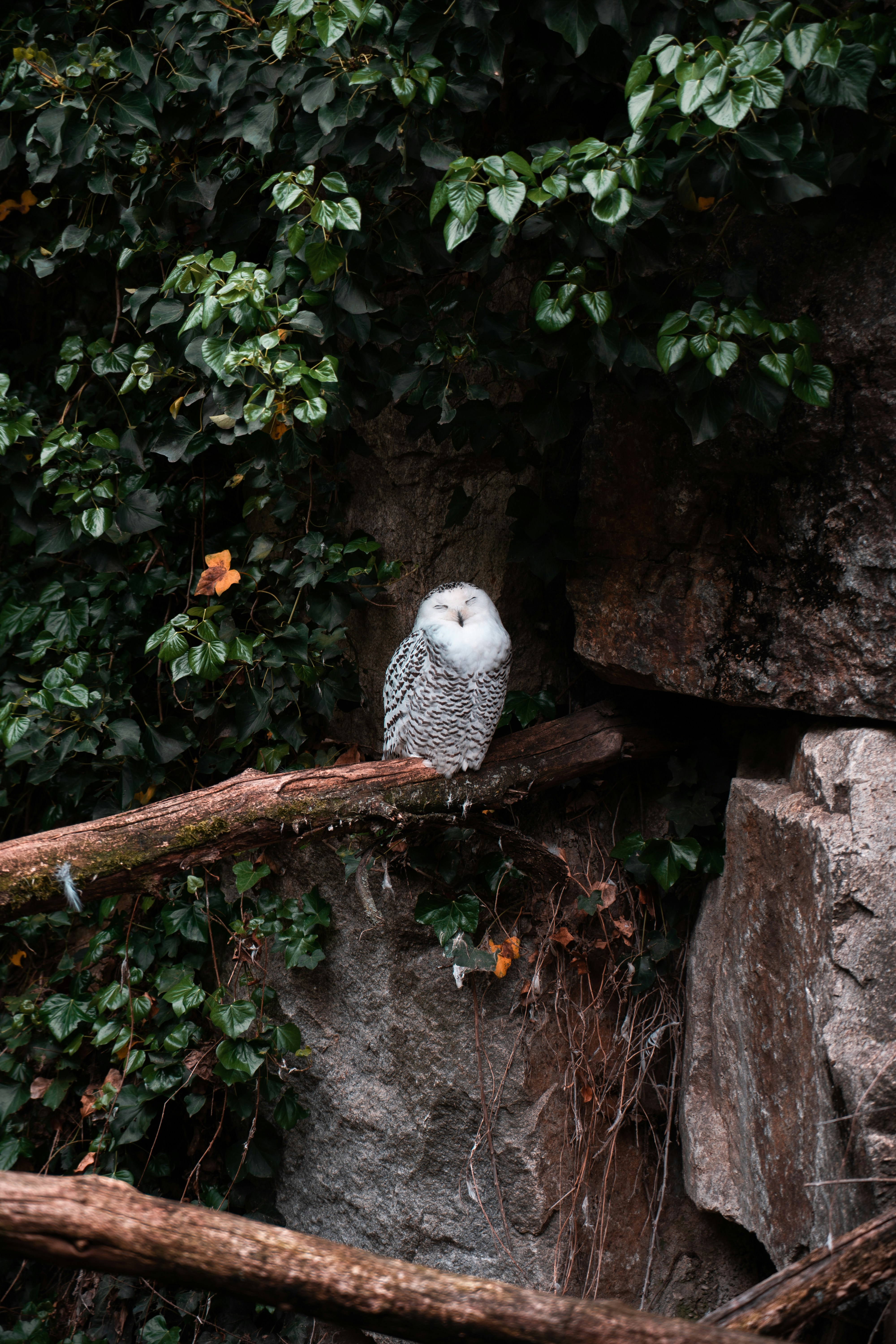 Silent Sentinel: Snowy Owl Perched on a Weathered Log Beneath Ivy and Stone