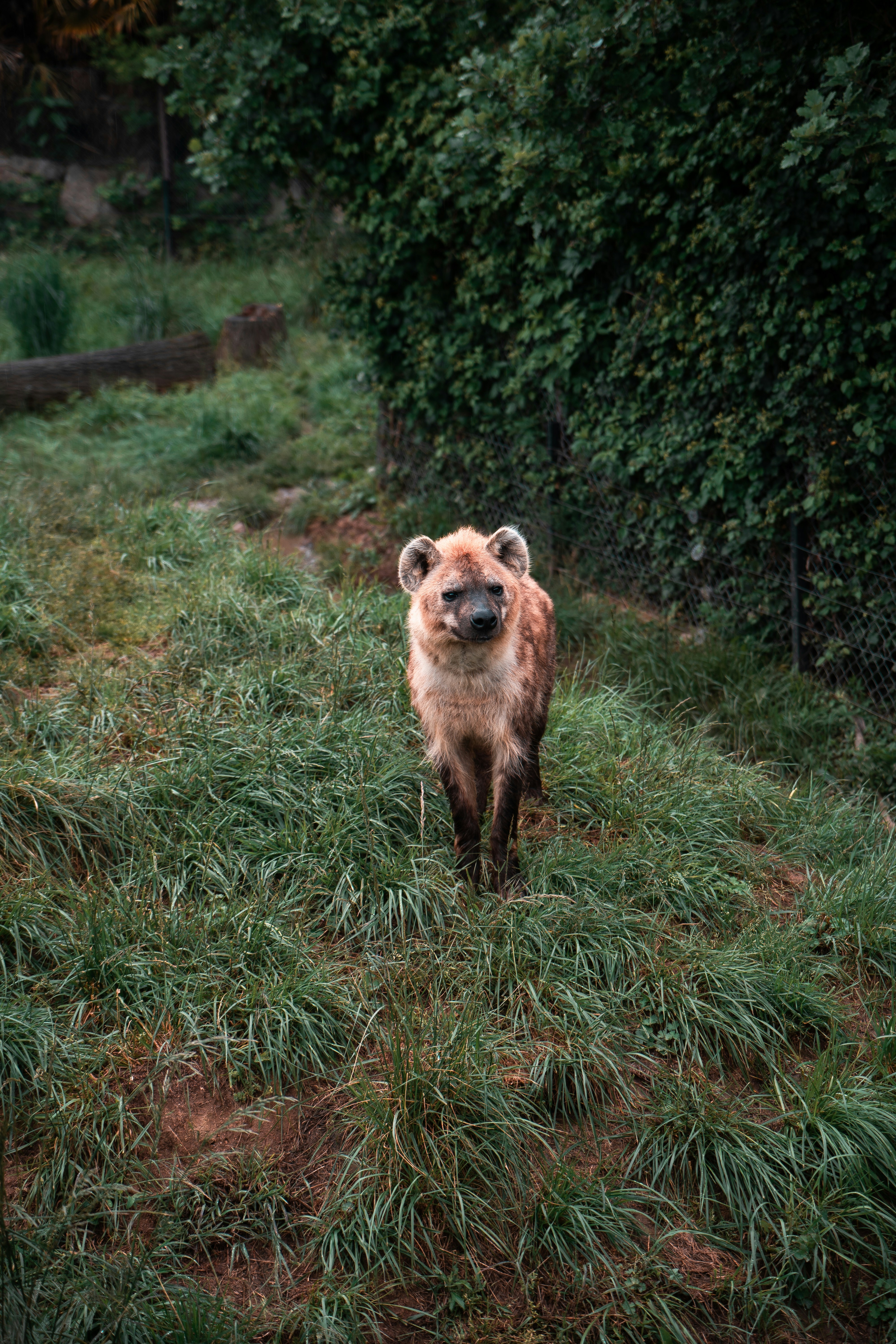 Red Fox on a Grassy Verge Beside a Fence-Lined Clearing