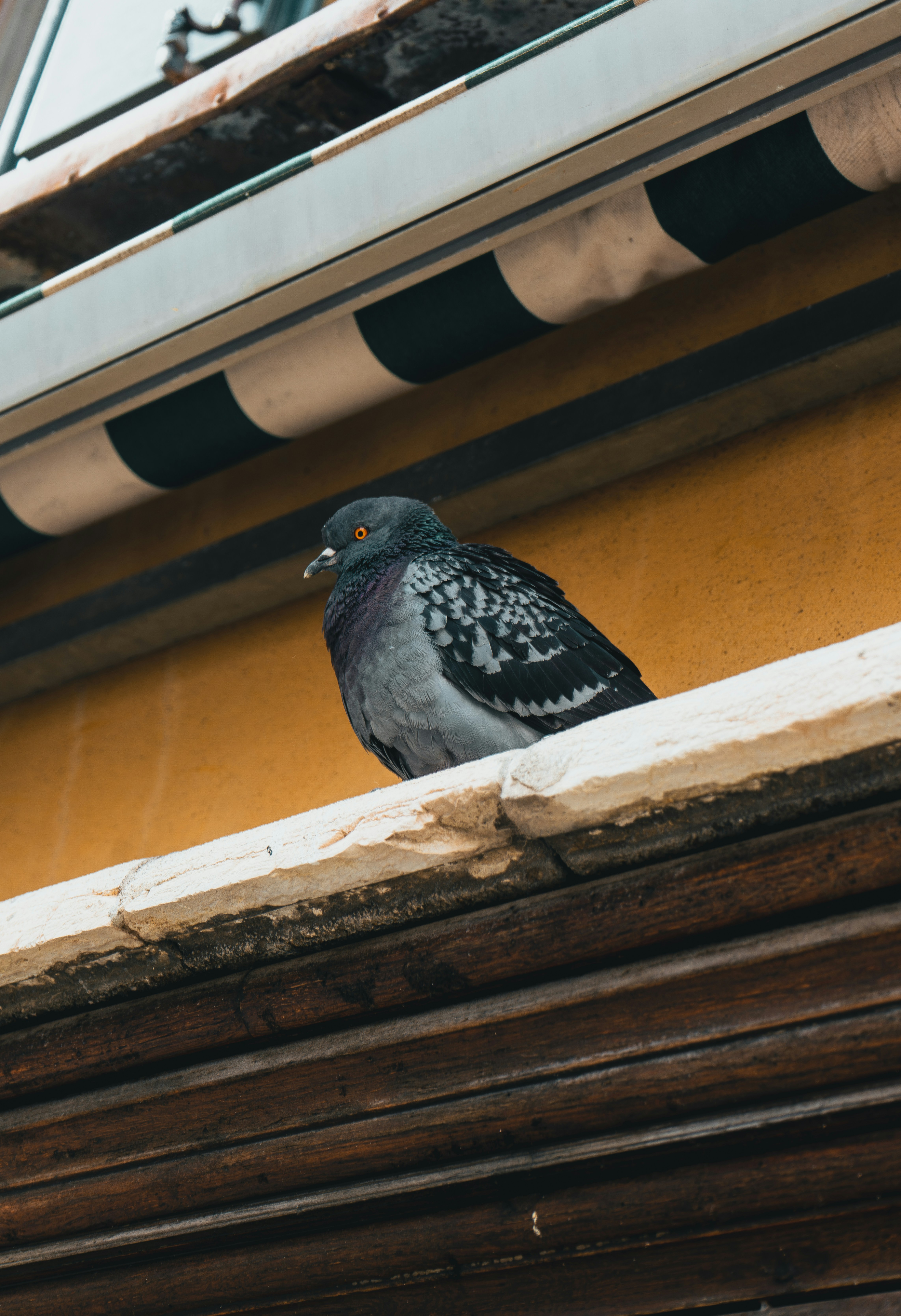 Foto Una paloma sentada en la cornisa de un edificio – Imagen Pájaro ...