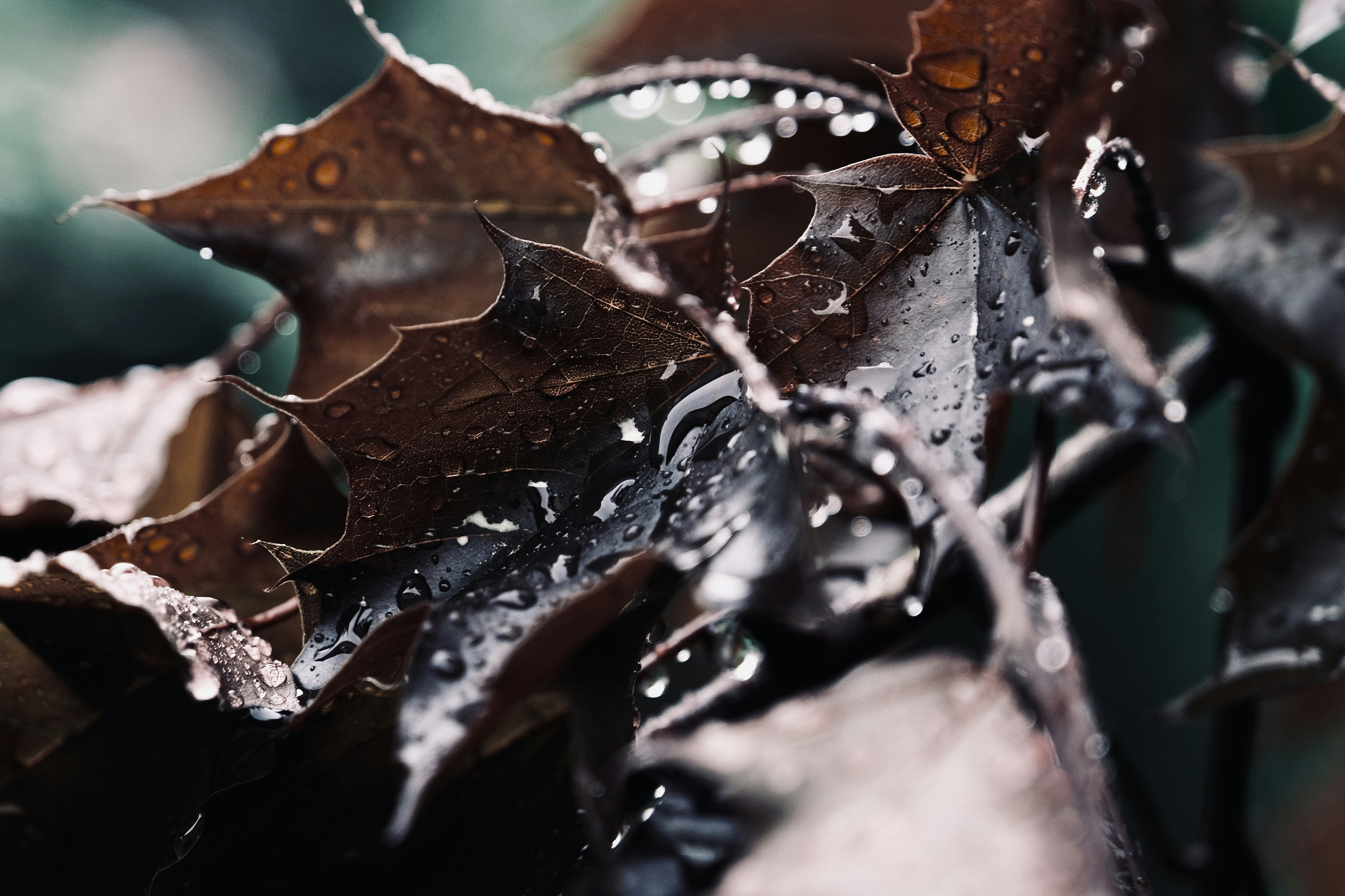 Rain-Kissed Oak Leaves: A Macro Study of Water Droplets on Dark Foliage