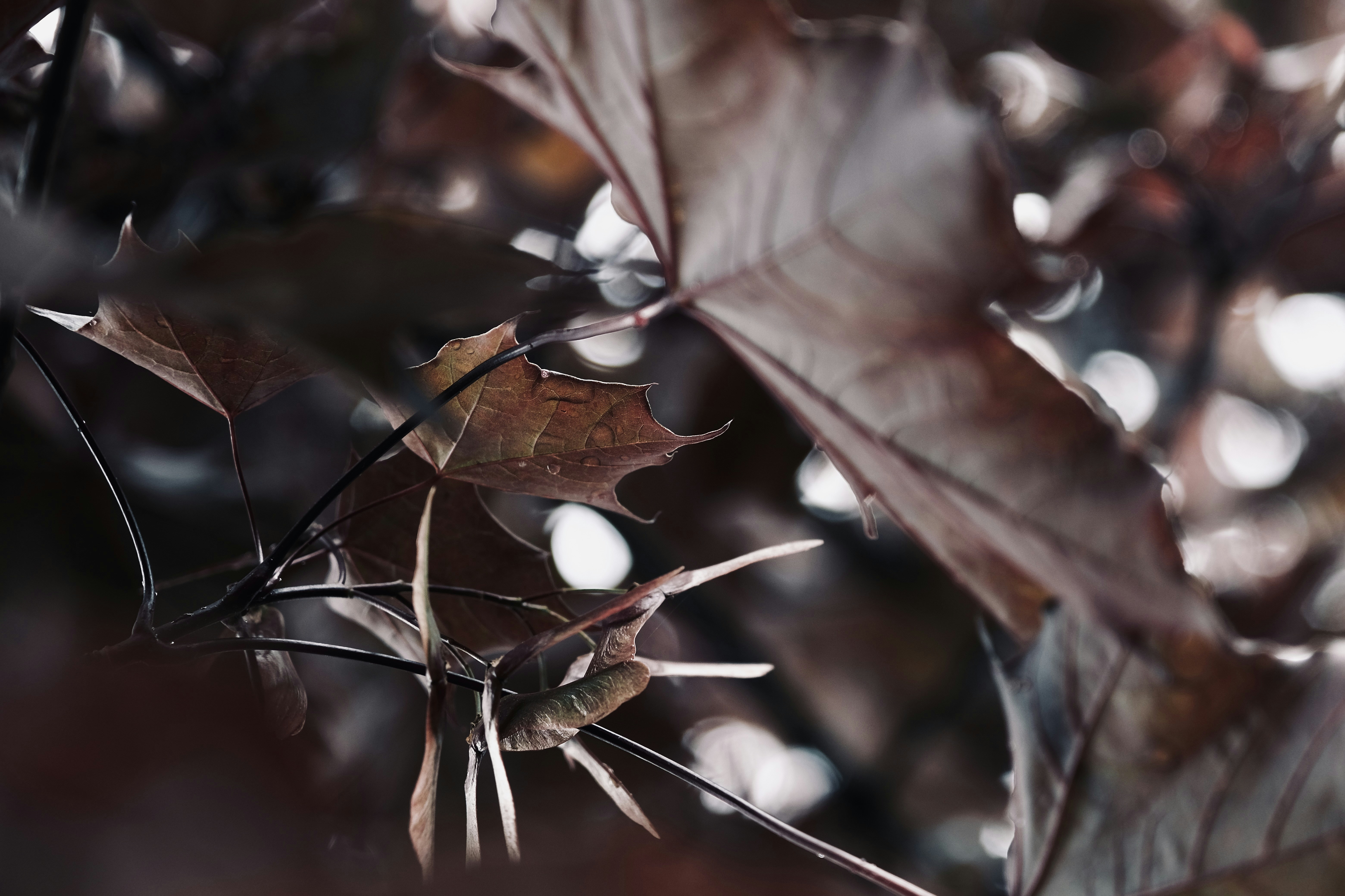 Moonlit Thorns: a Micro-Study of Leaf and Spine