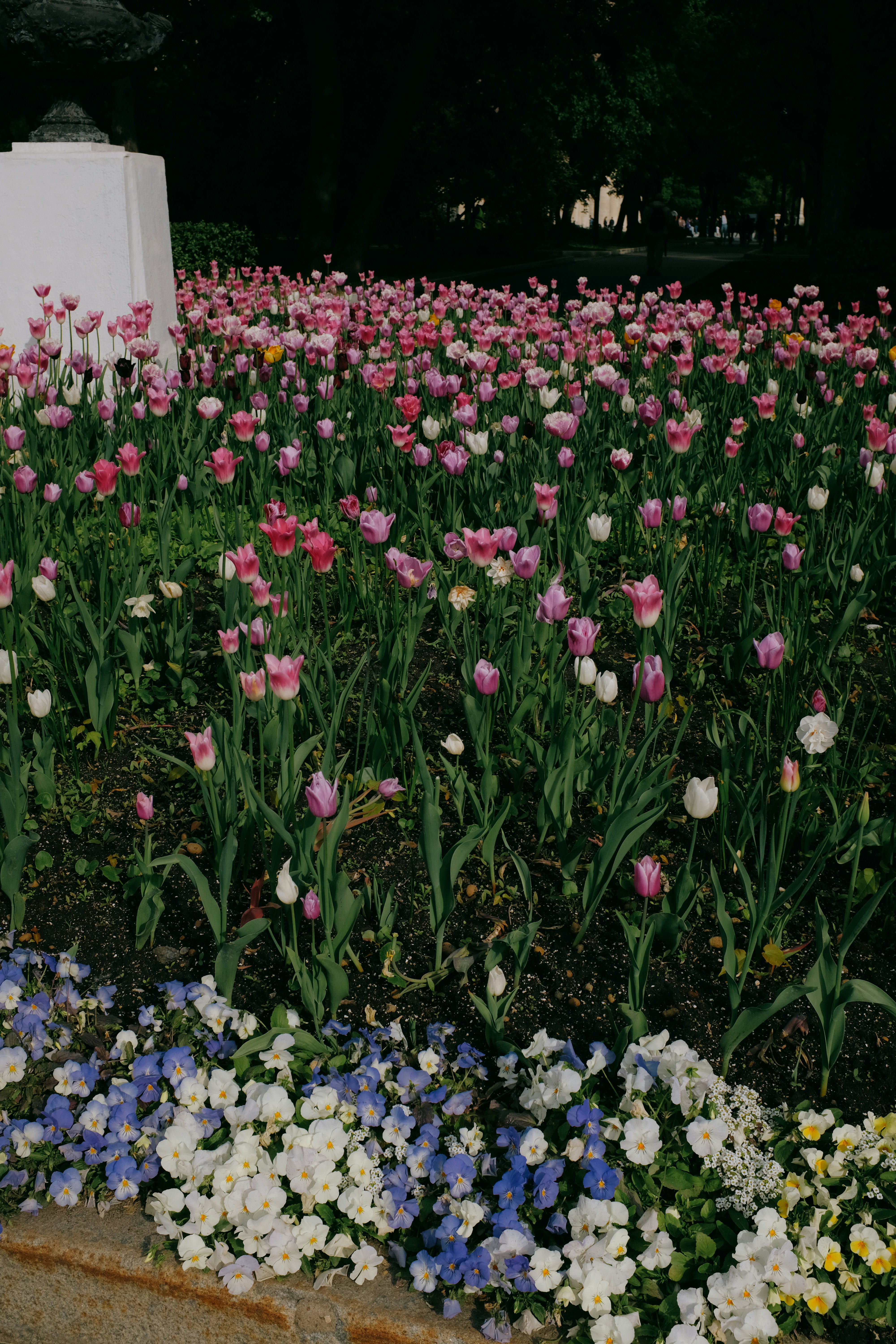 Pink Tulip Border at the Park's Shaded Edge