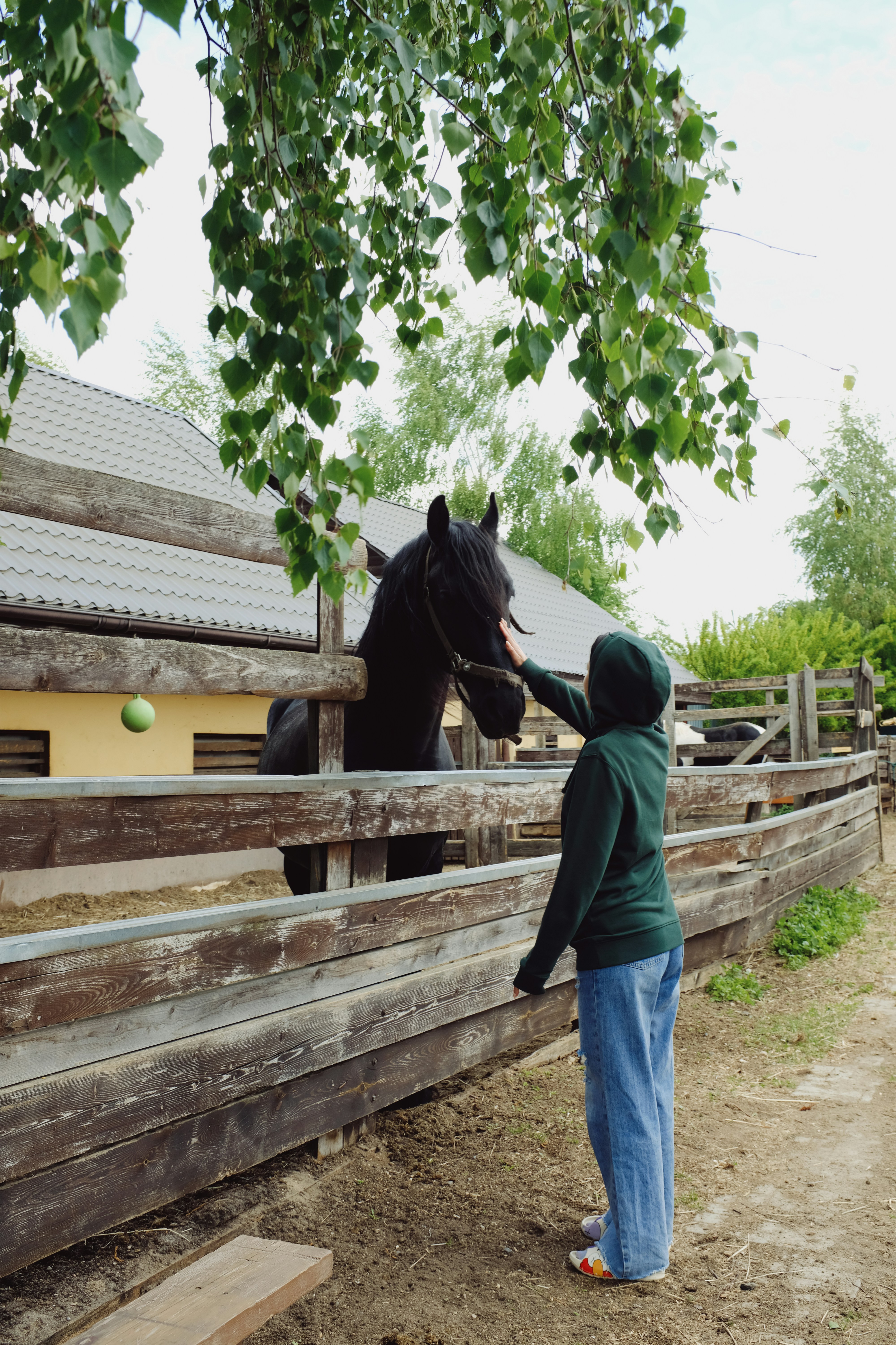 Shadowed Equine Moment: A Hand Reaches Through Weathered Wood