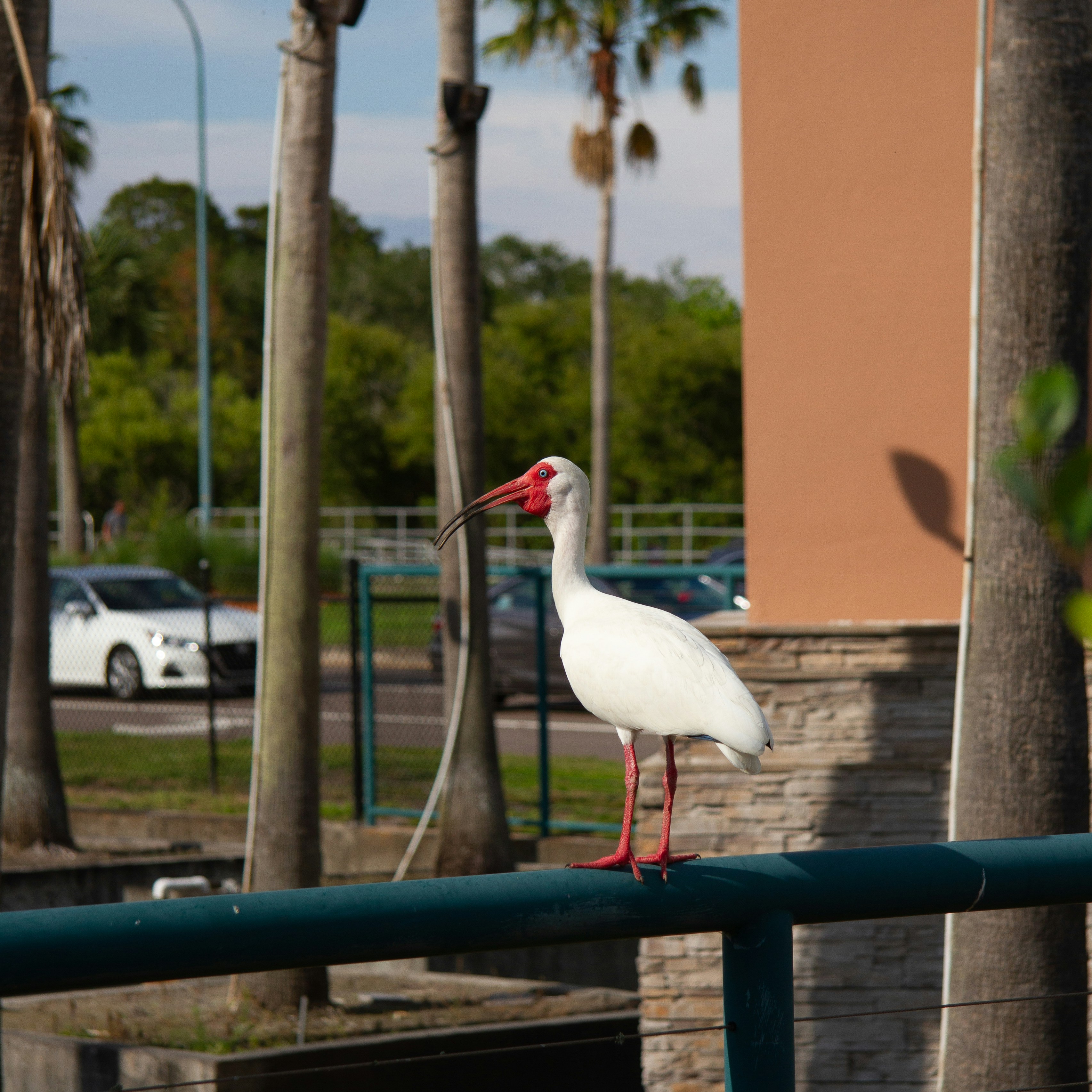 Red-Beaked Ibis on a Blue Rail: Quiet Sentinel Among Palm Shadows