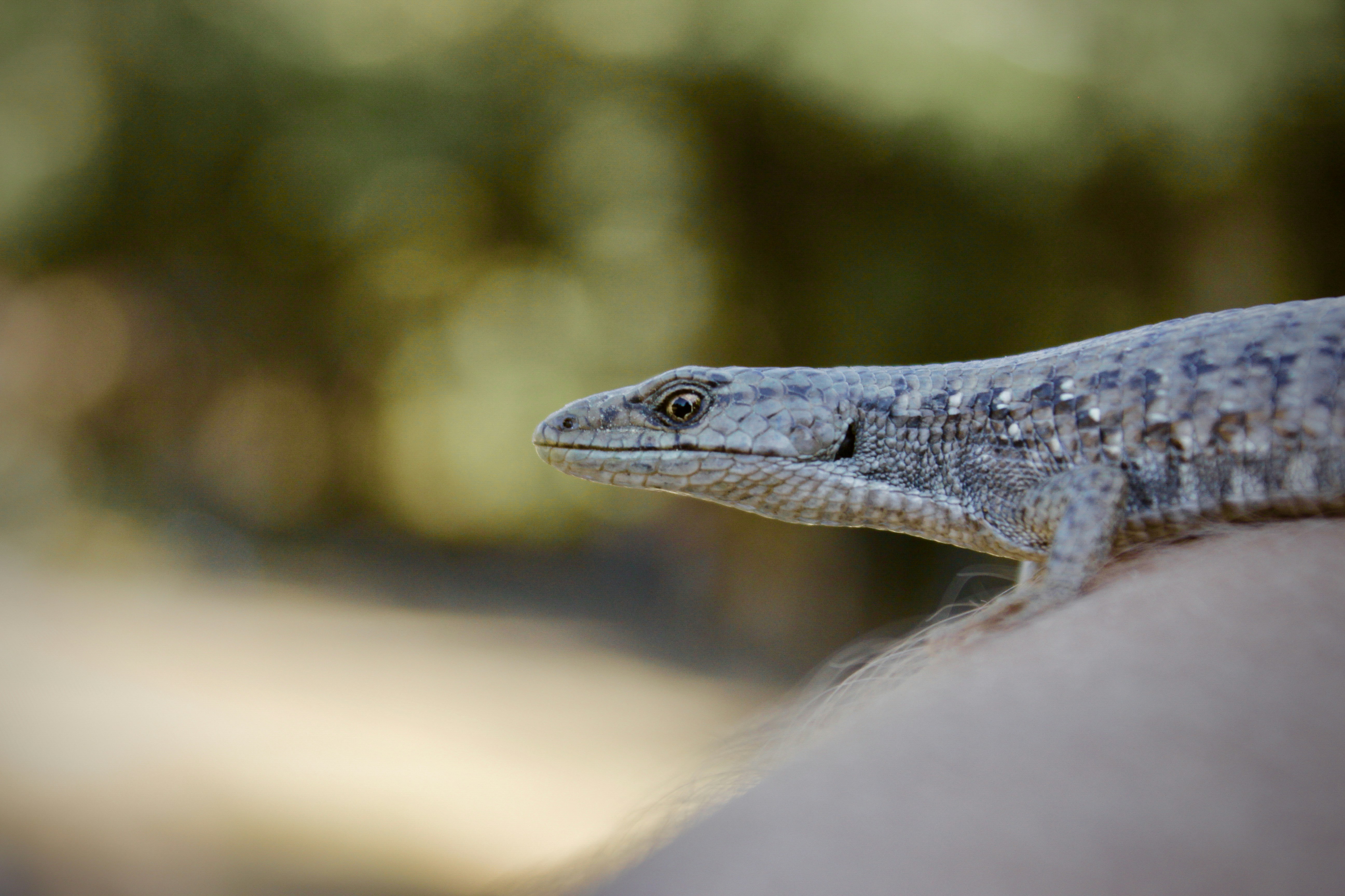 A close up of a lizard on a person's arm photo – Free Animal Image on ...