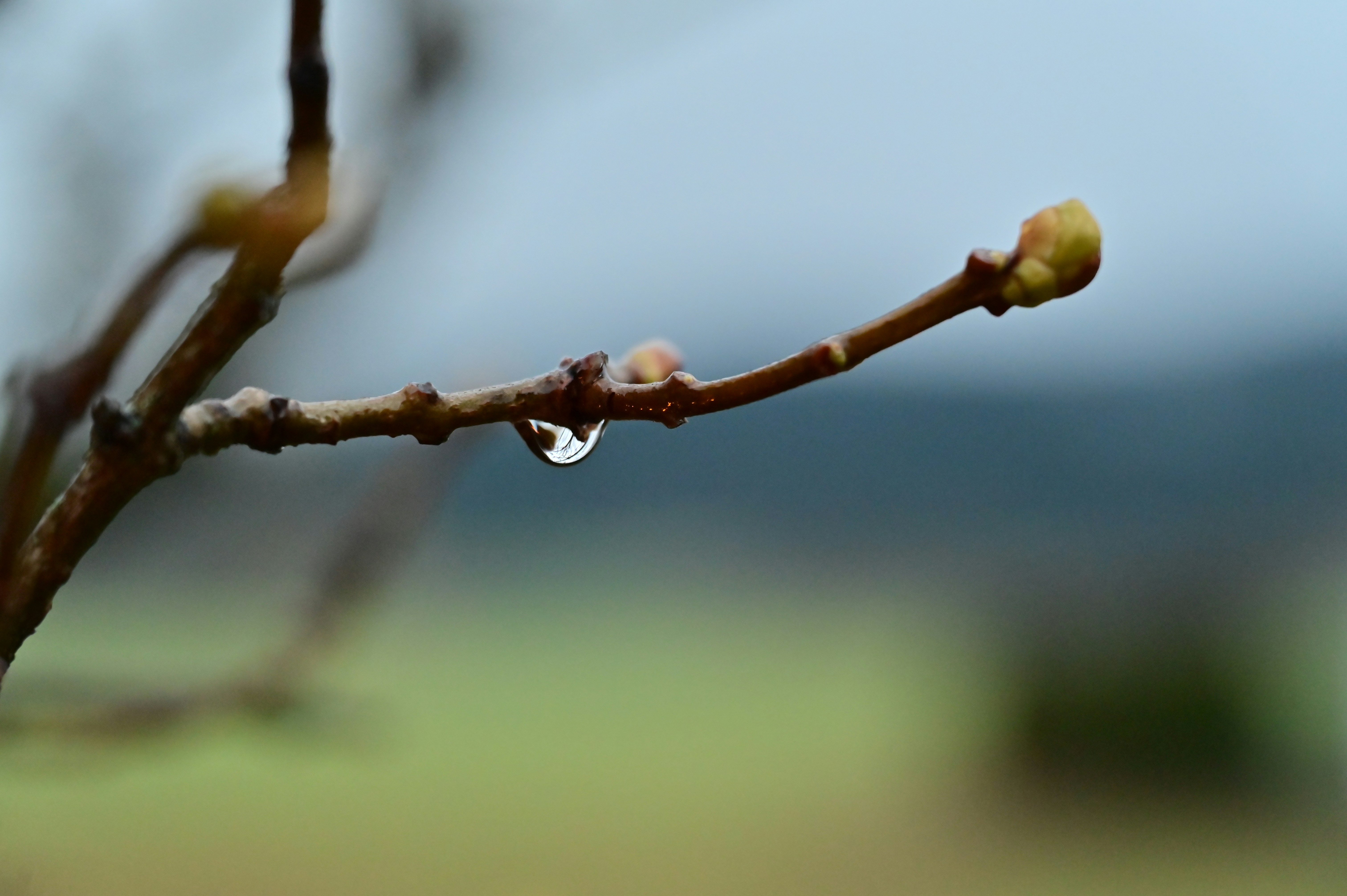 Liquid Pearl on a Budding Twig: A Quiet Macro Moment