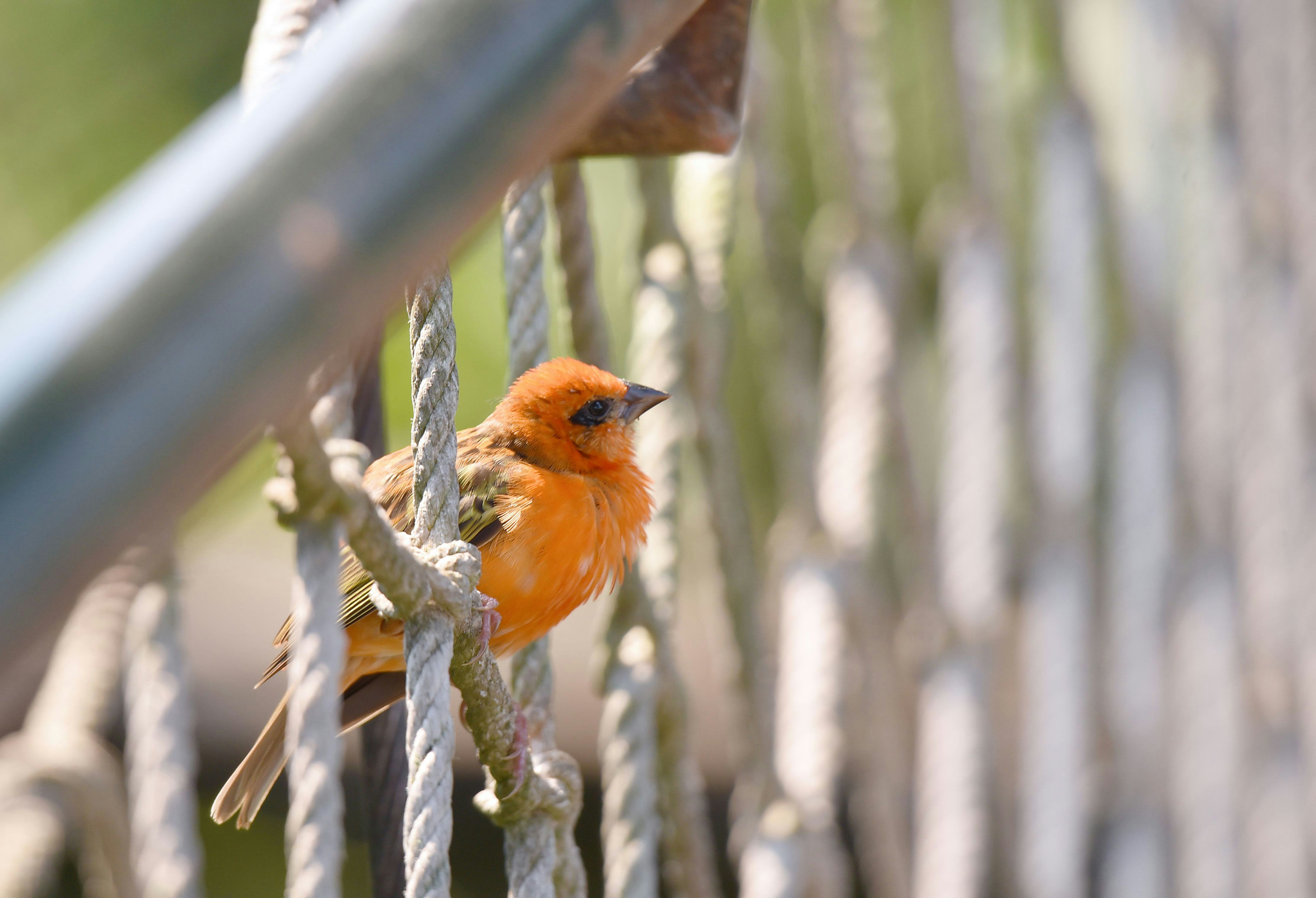Scarlet Ember Perched Between Threads: A Sunlit Moment