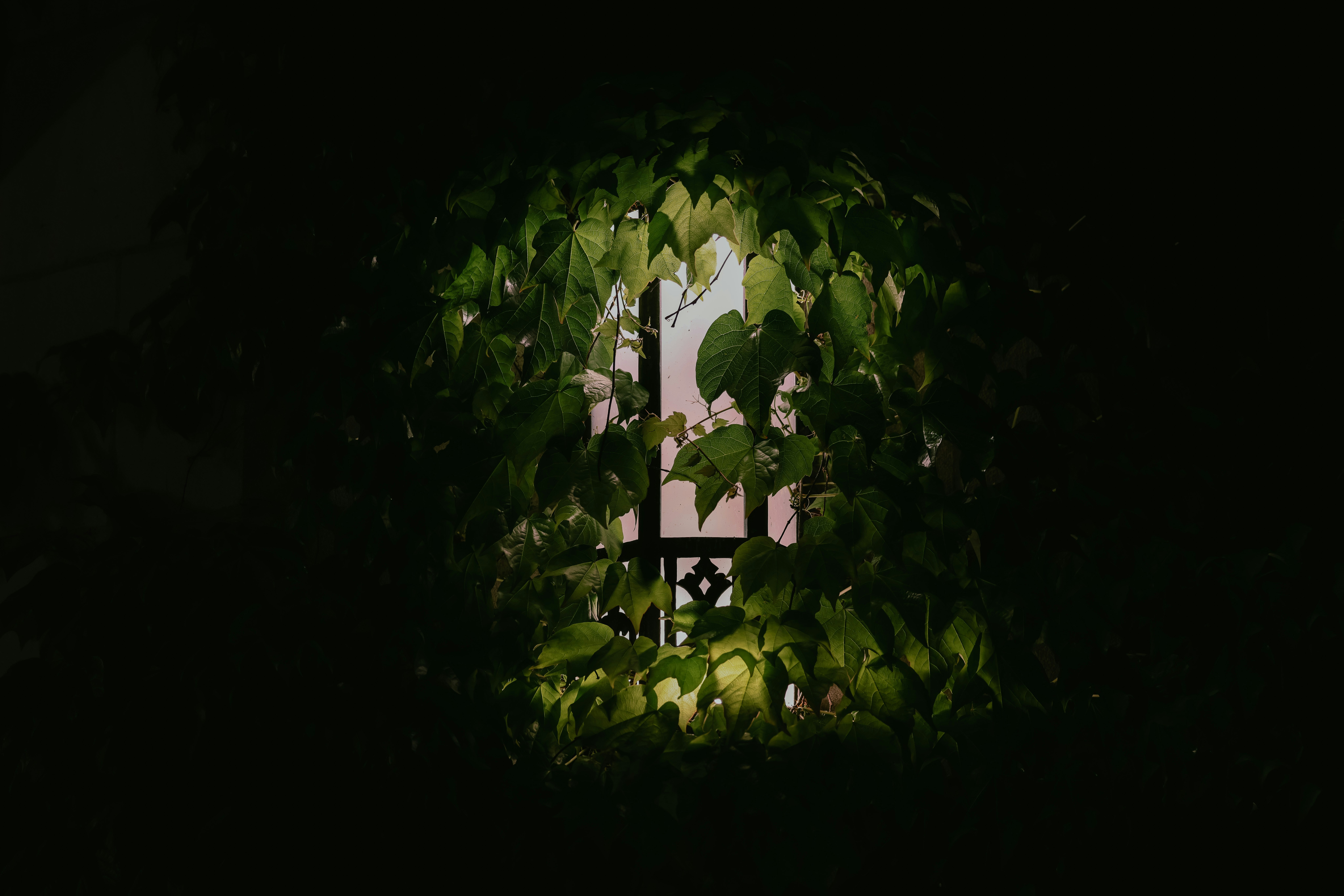 A view of a window through some leaves photo – Free Northwestern ...