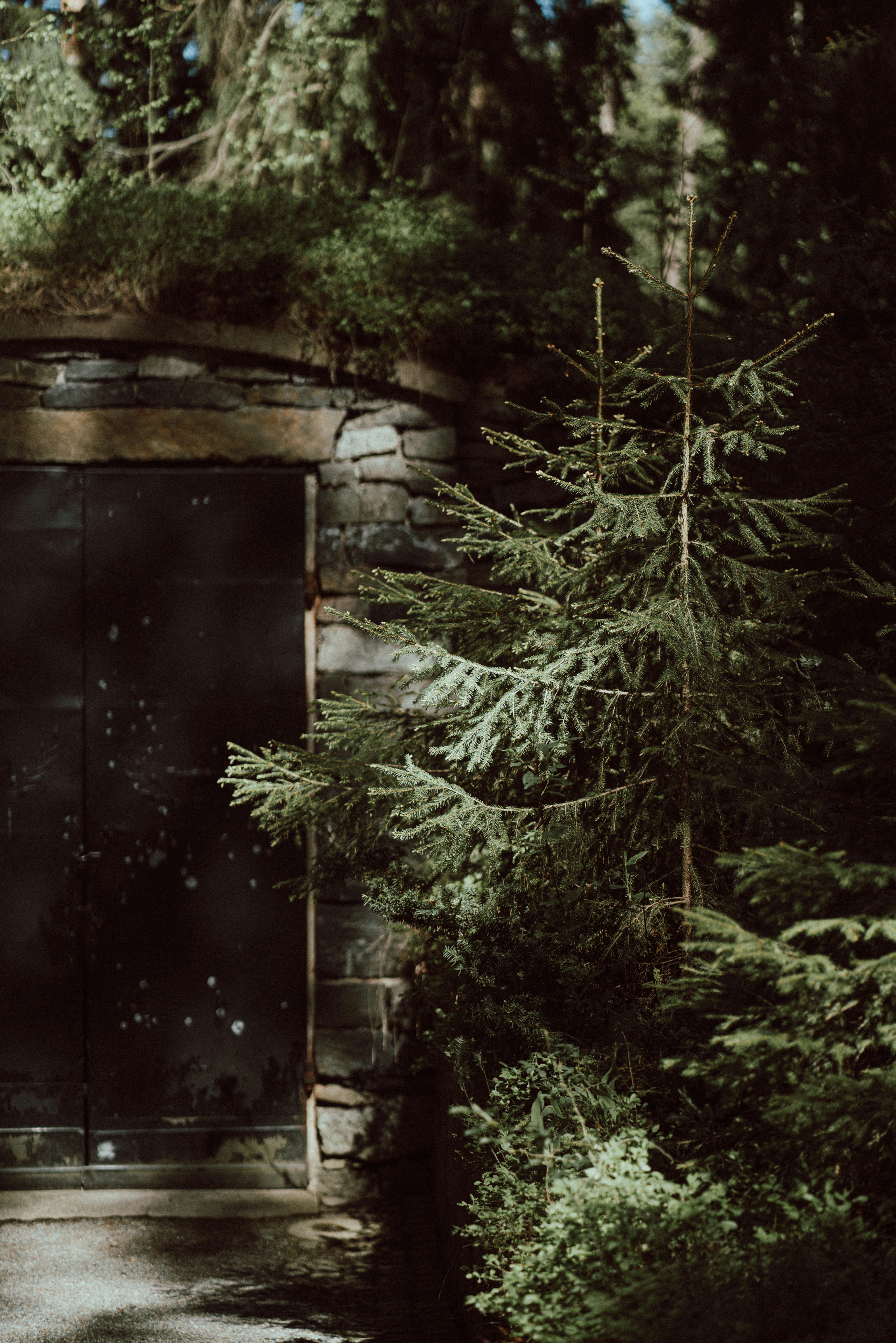 Stone Doorway in a Quiet Pines Grove
