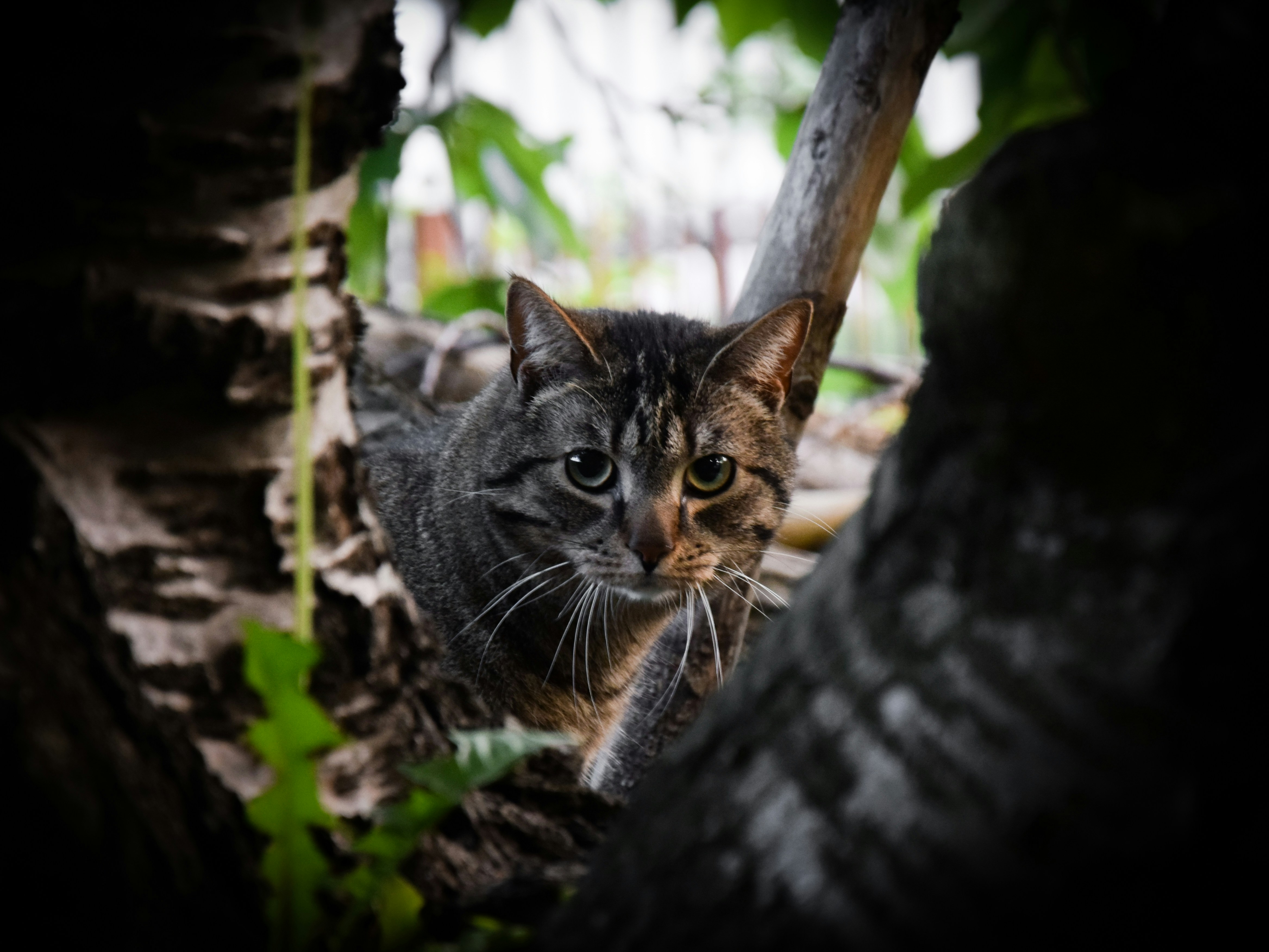 a cat sitting in a tree looking at the camera