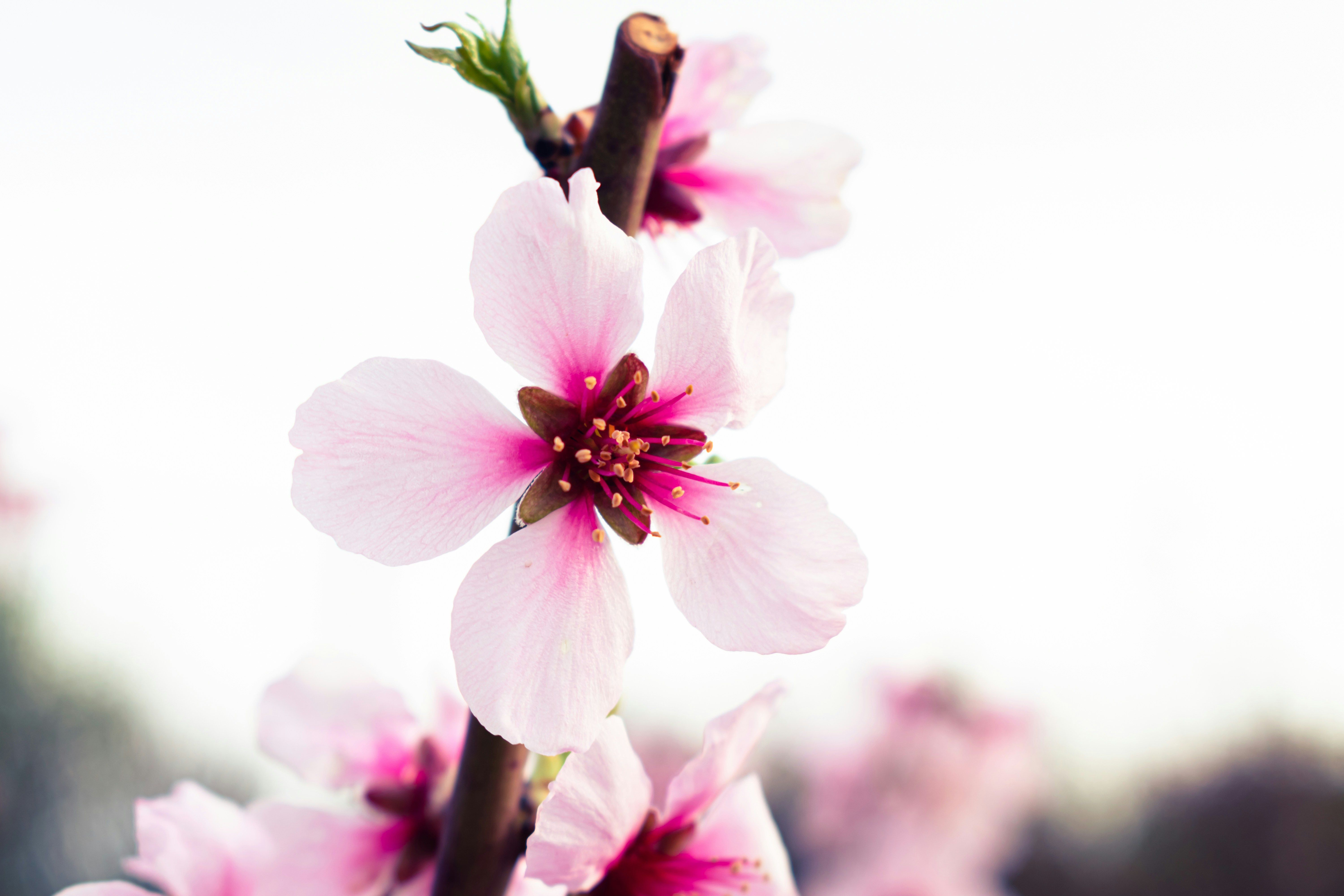 Center Bloom: A Close-Up of Pink Petals in a Dreamy Backdrop