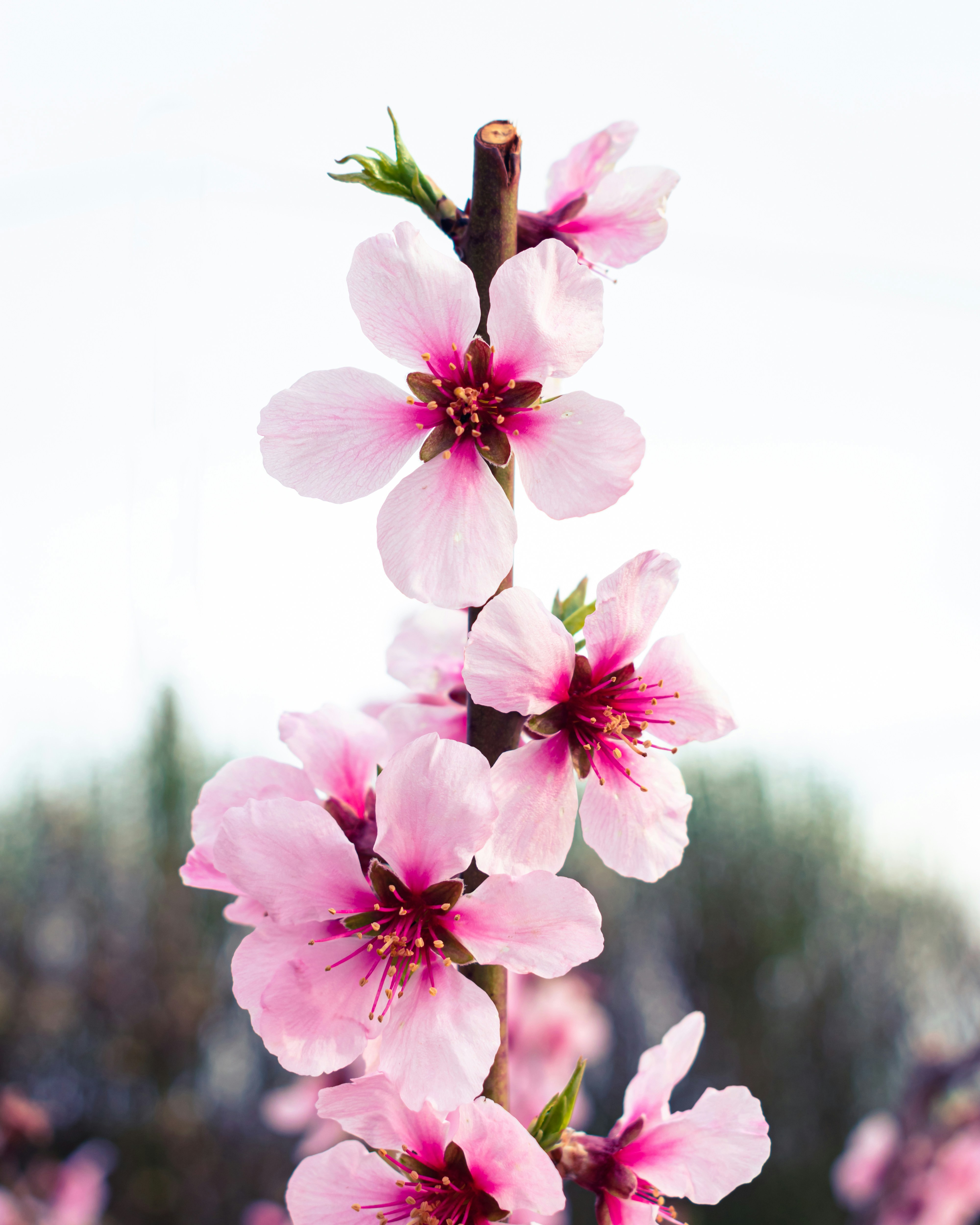 Vertical Bloomline: Powder-Pink Flowers Clinging to a Slim Stem