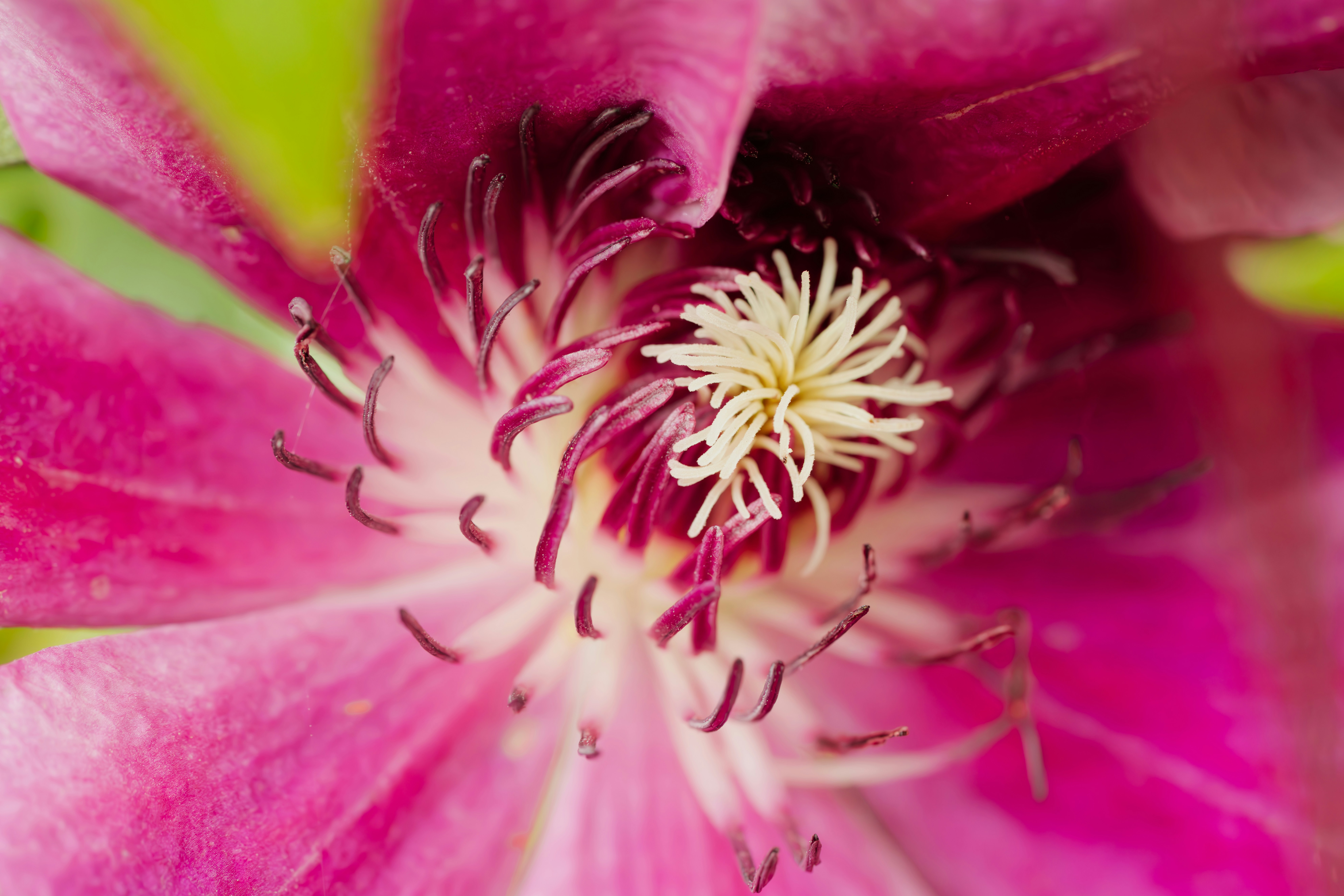 Magenta Bloom Core: A Macro Portrait of Stamens and Petals