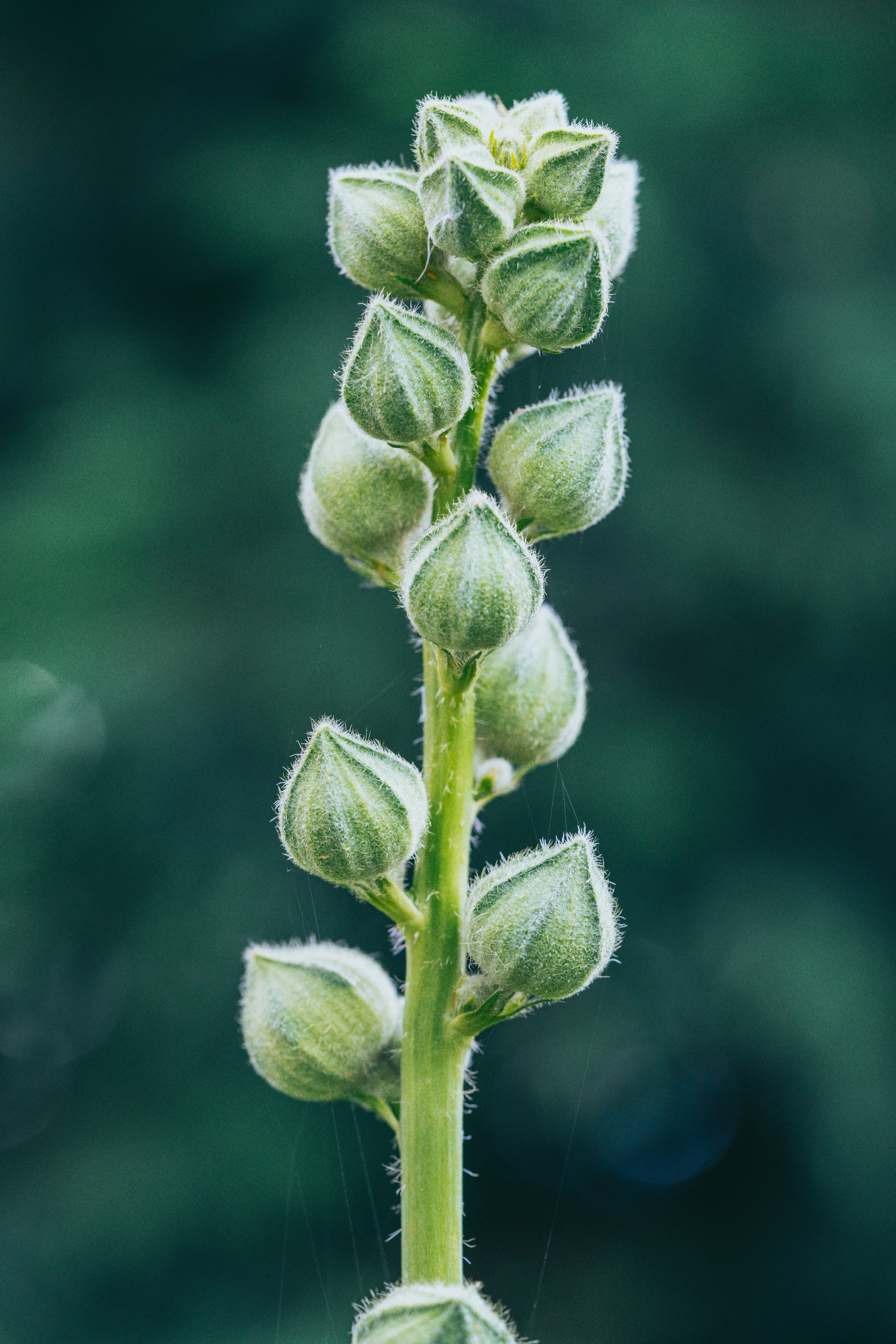Frosted Buds Ascend a Velvet Green Stem