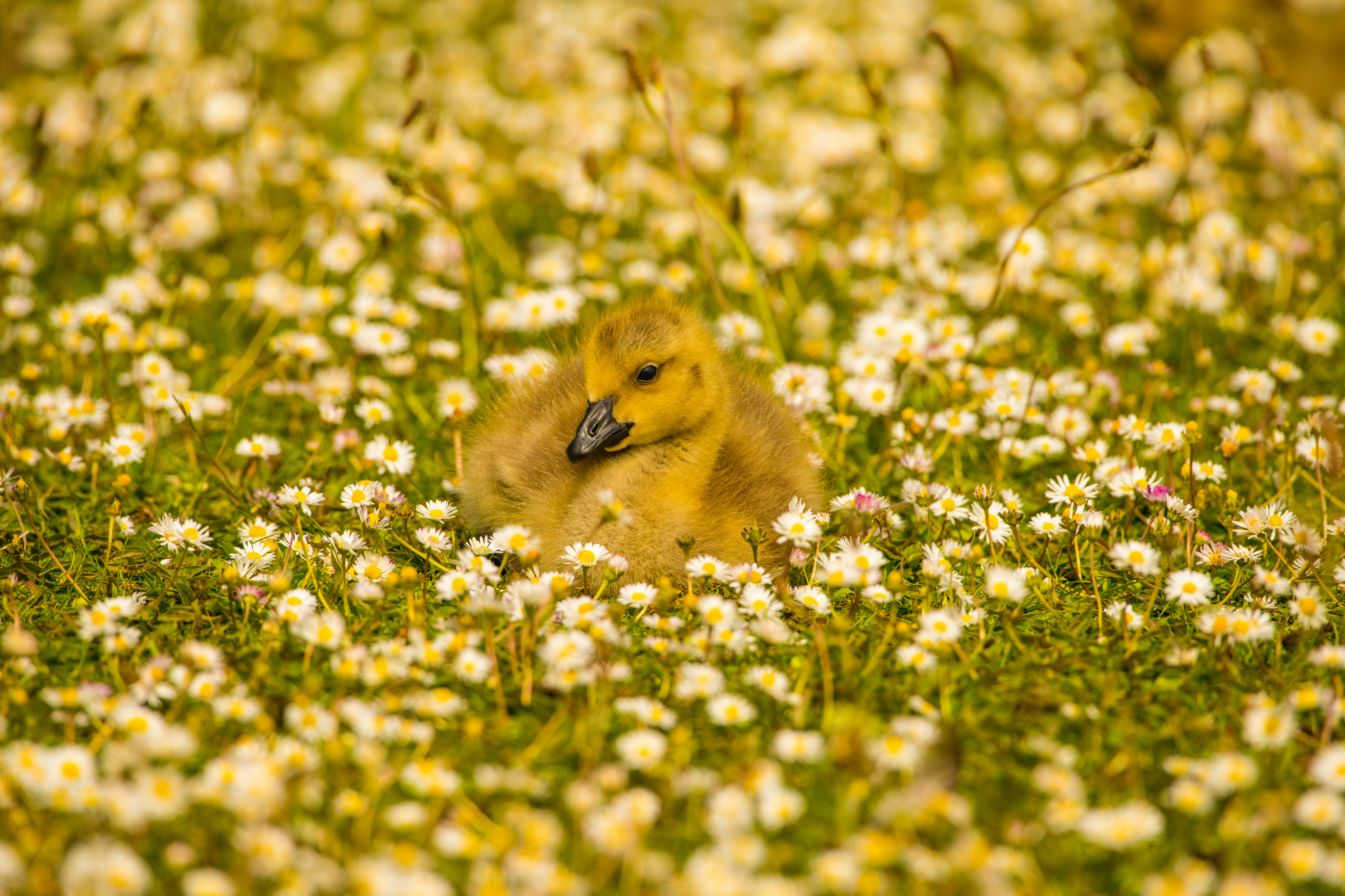 Daisy-Sprinkled Golden Hour: a Duckling at Rest