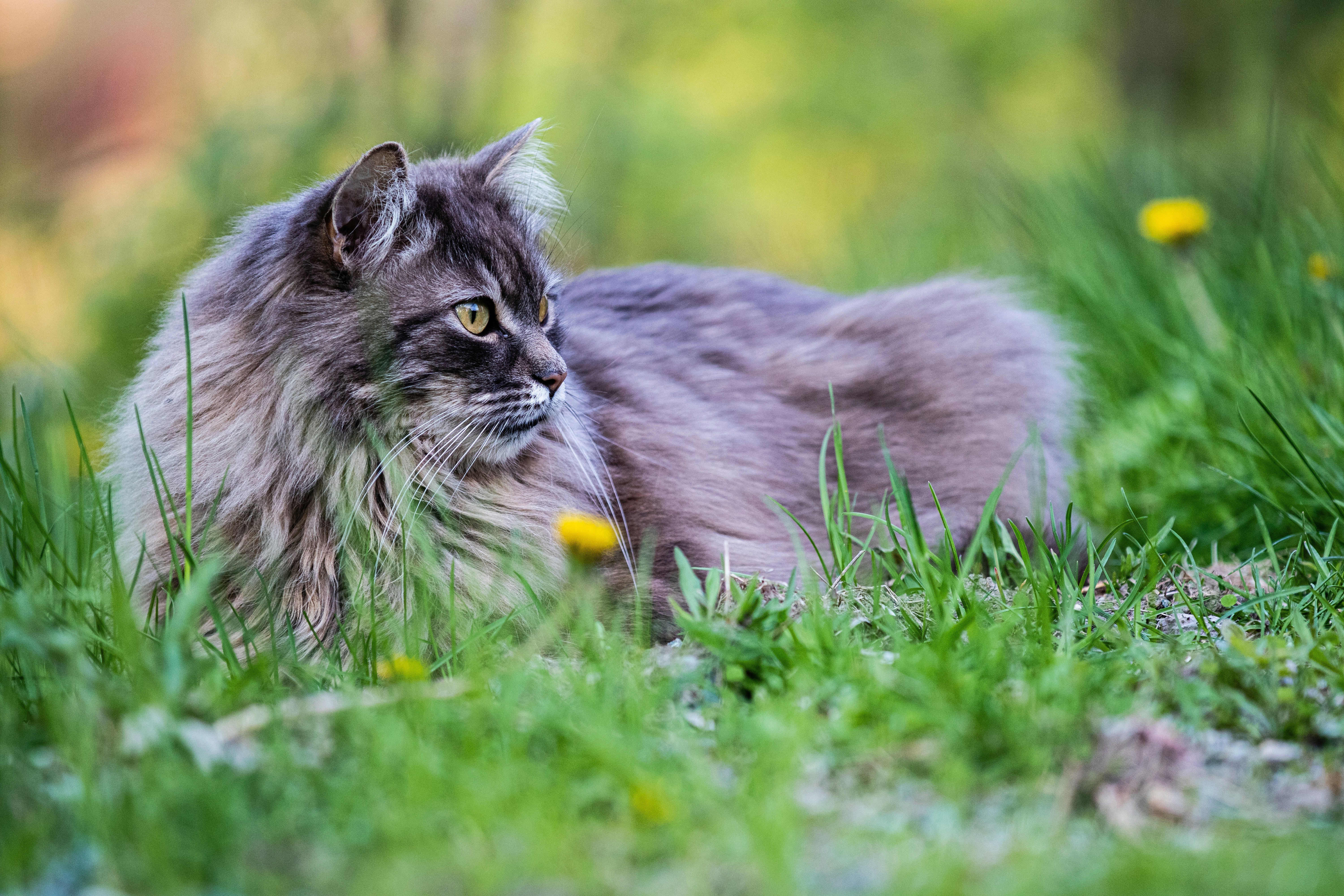 Whiskered Watcher in a Meadow of Dandelions