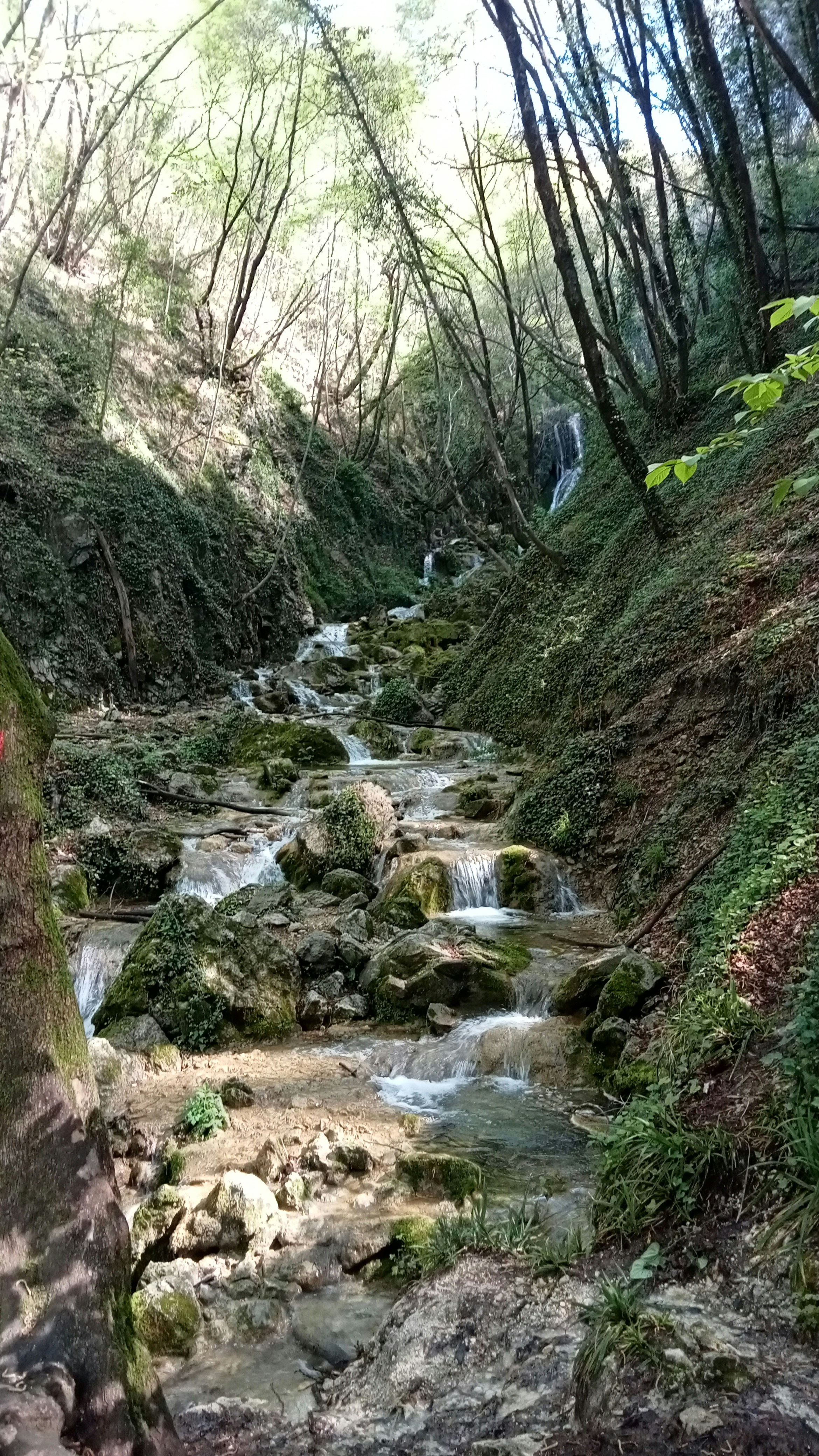 Moss-Capped Cascades in a Quiet Woodland Ravine