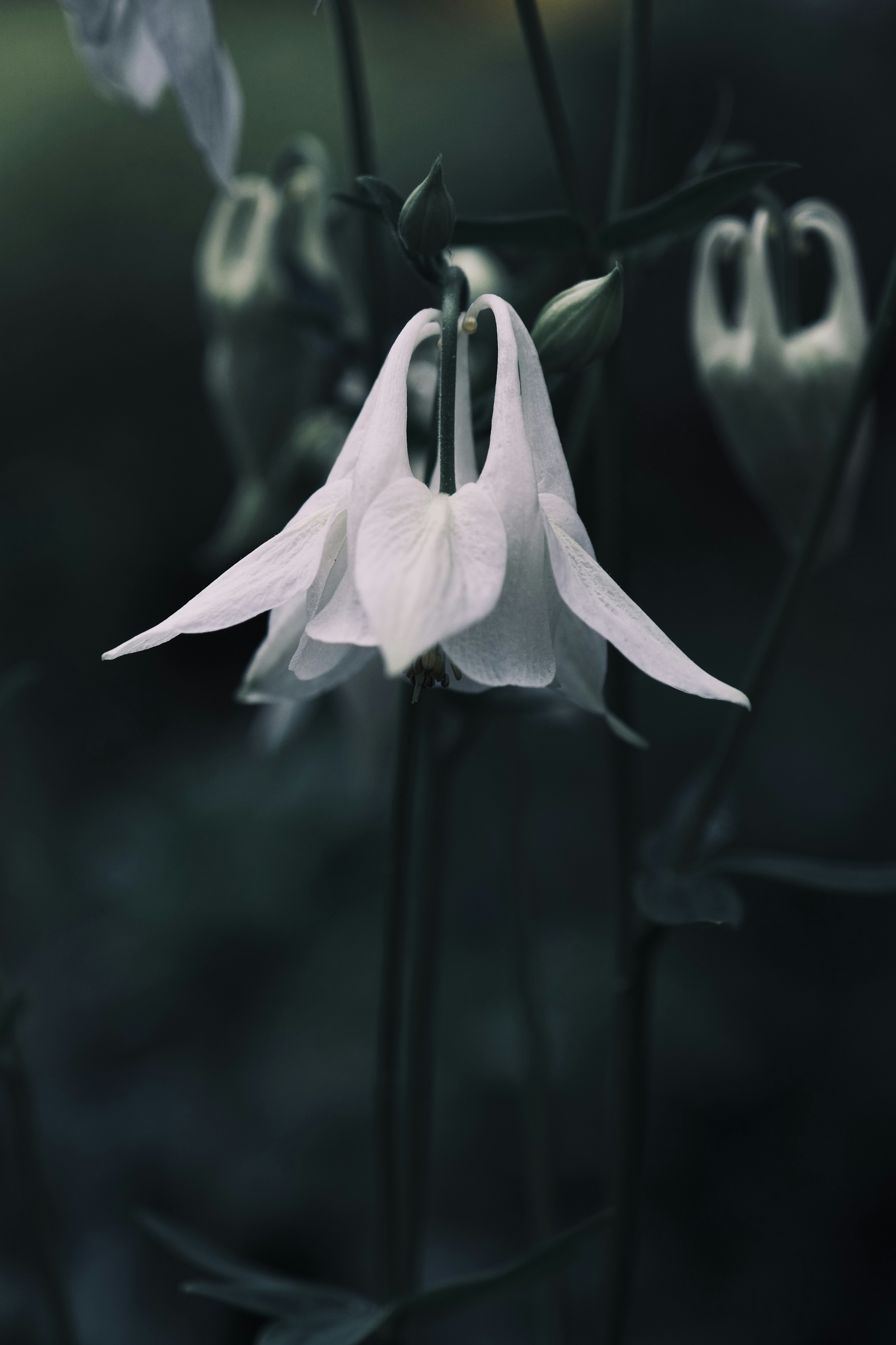 Elegance in Bloom: A Study of White Petals