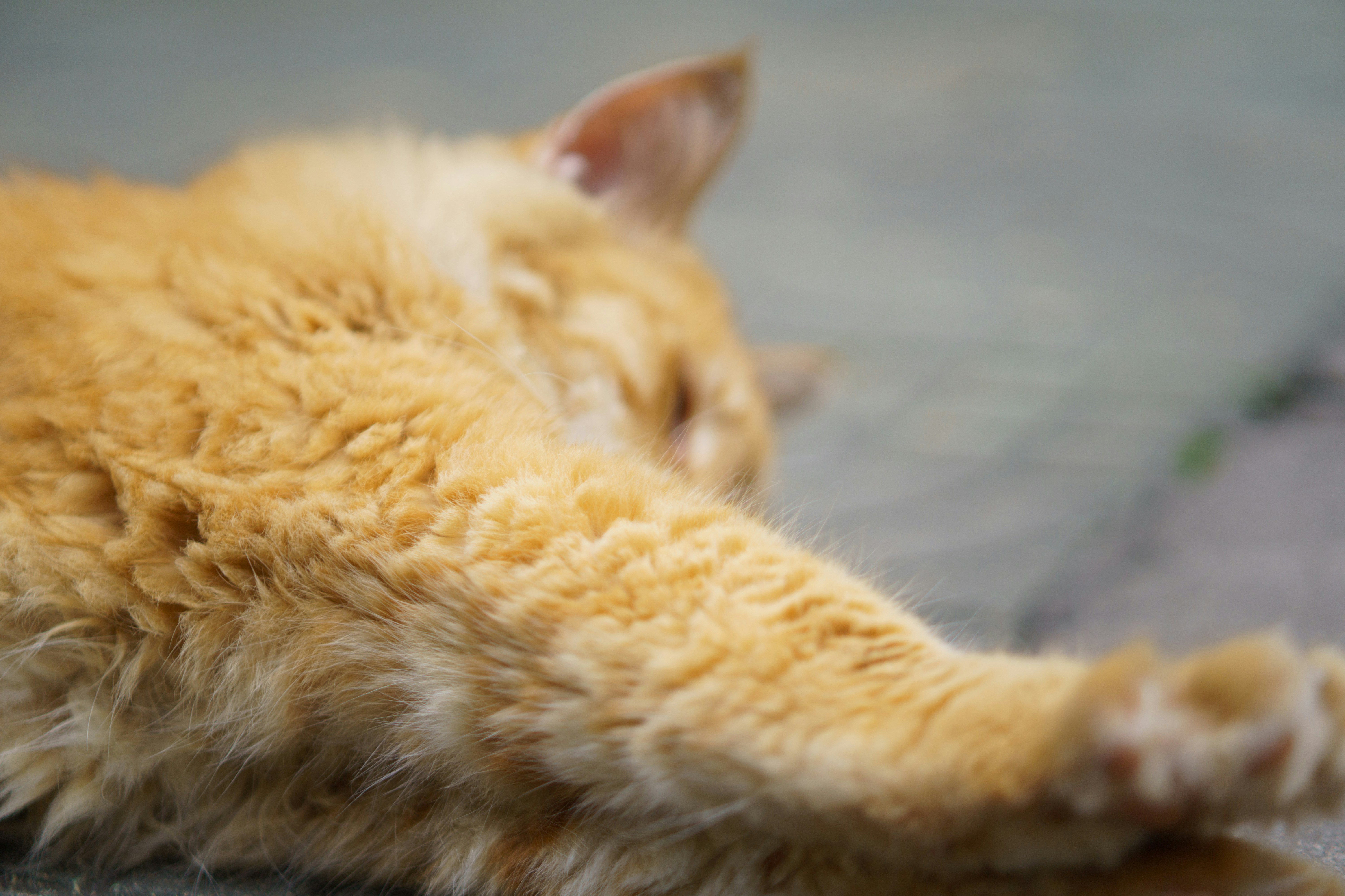 Ginger Reverie: A Languid Cat in Soft Afternoon Light