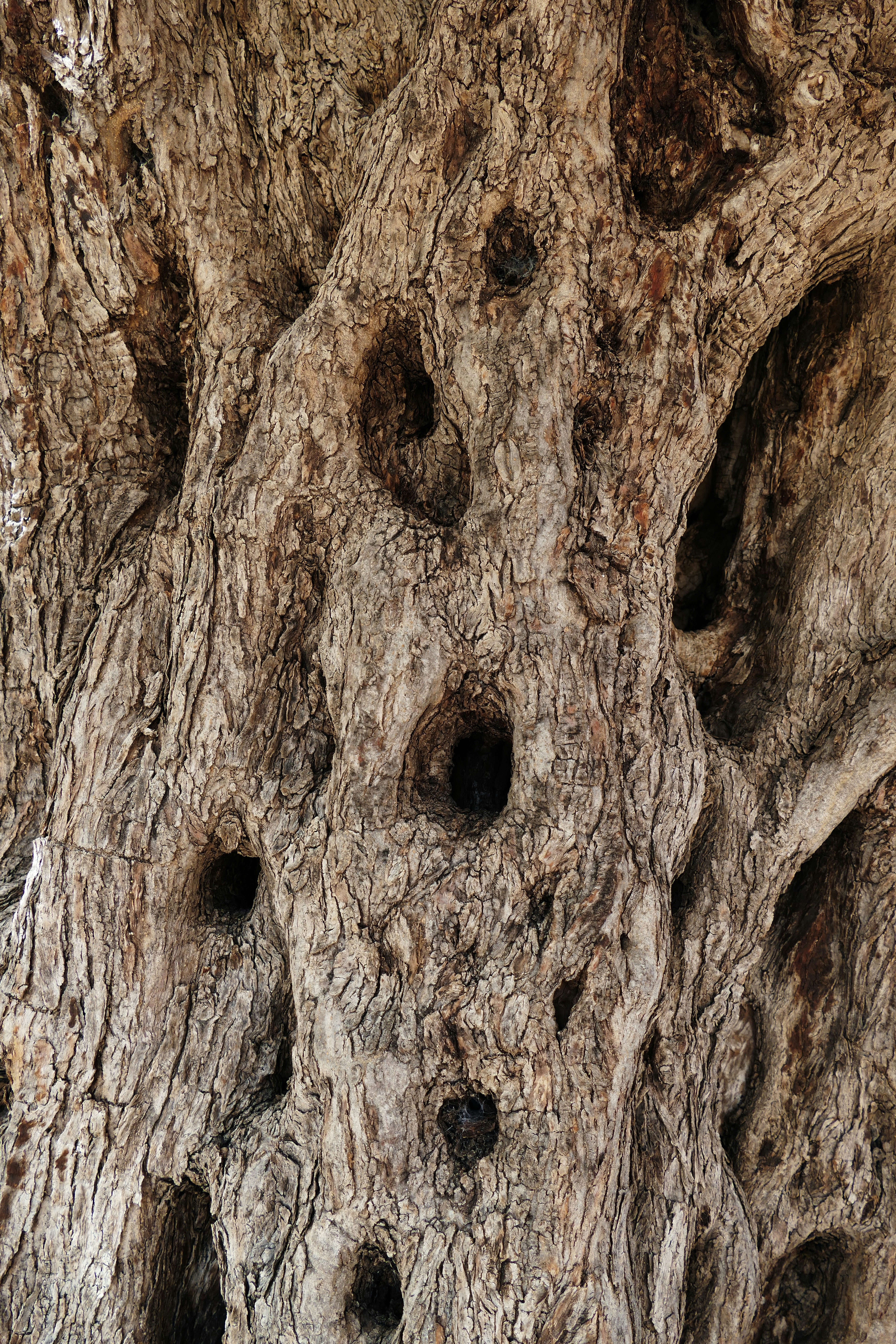 A close up of a tree trunk with holes in it photo – Free Background ...