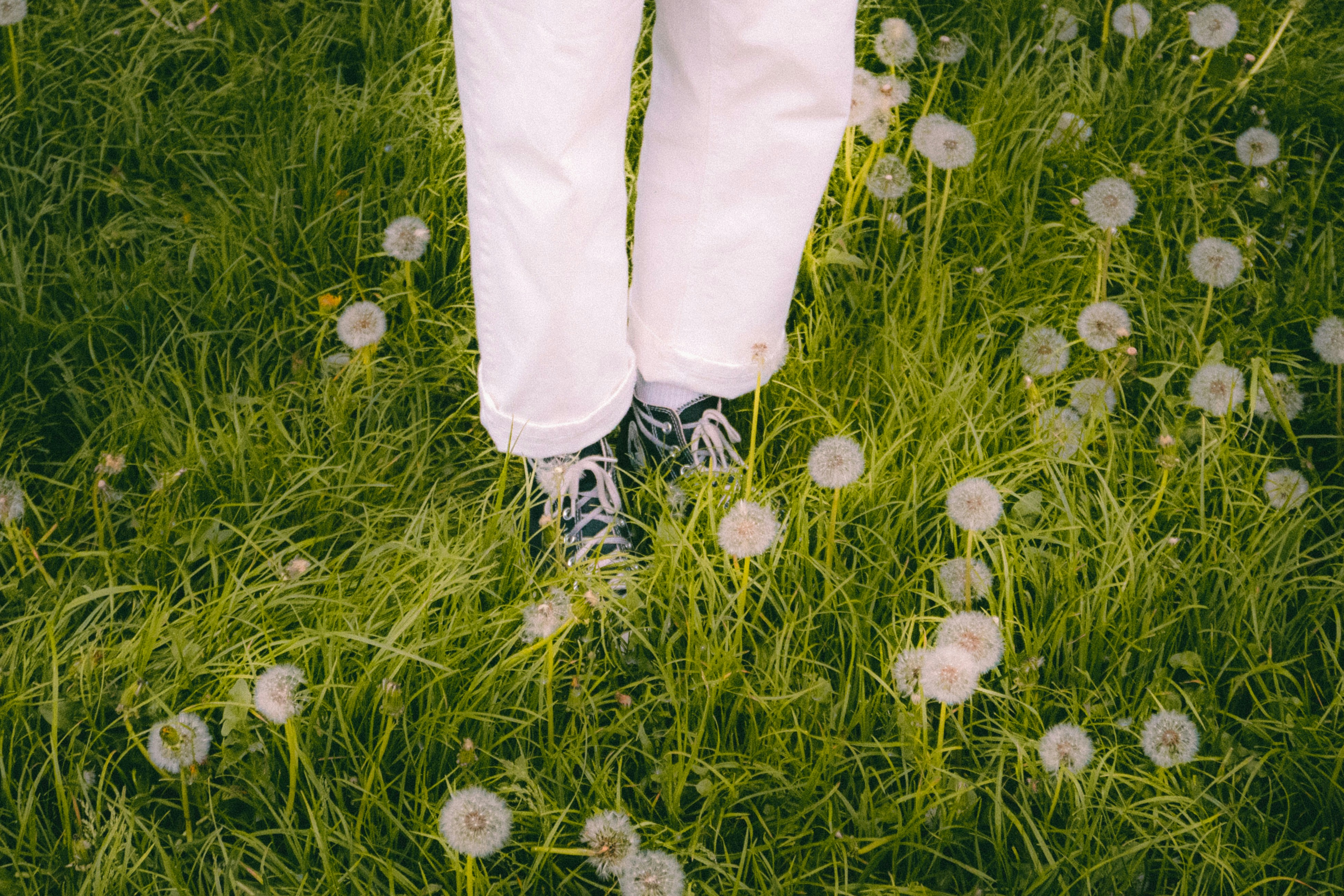 A person in white pants and black converse is standing in the grass around dandelions