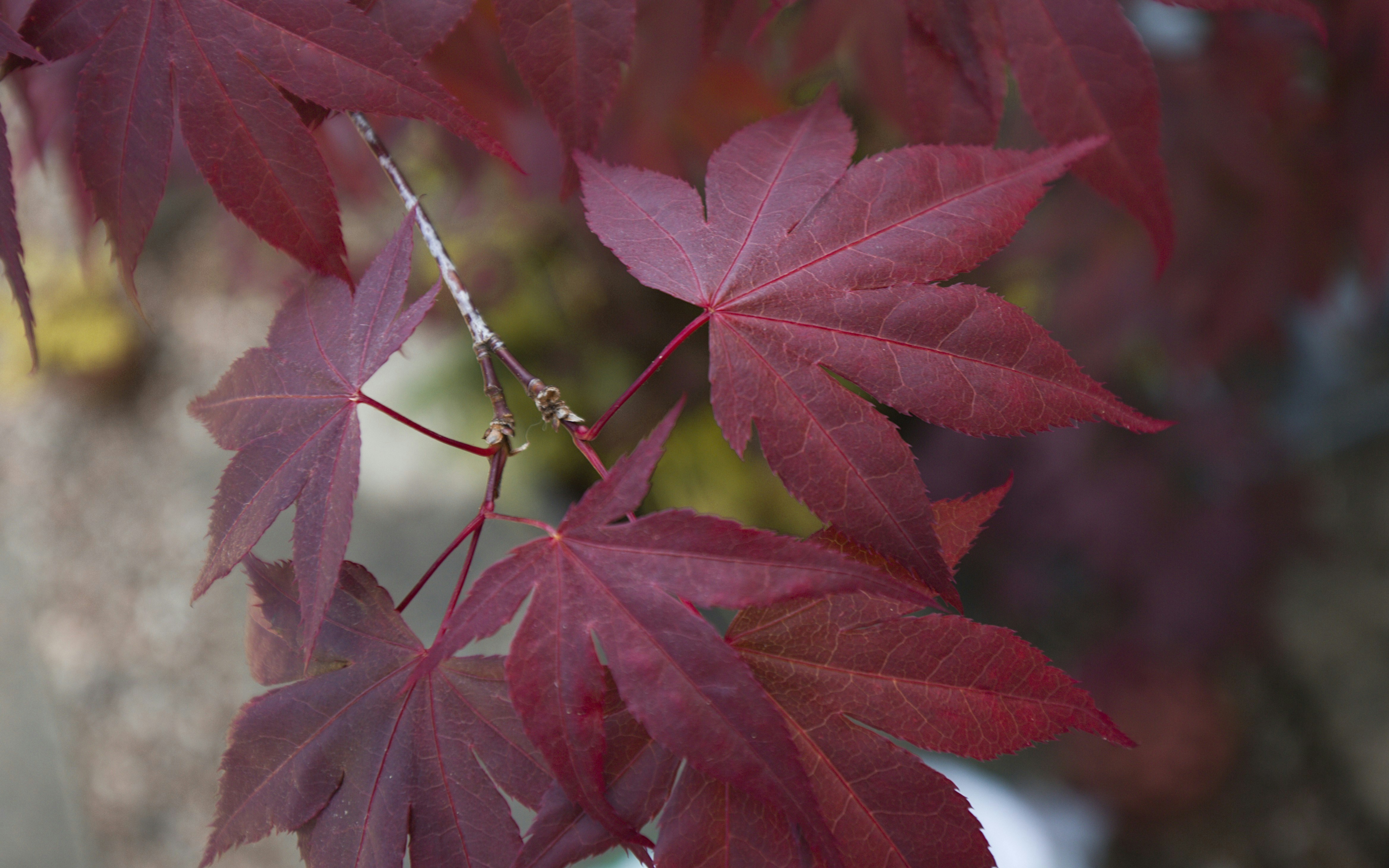 Images de Arbre De Feuilles Rouges | Téléchargez des images gratuites ...