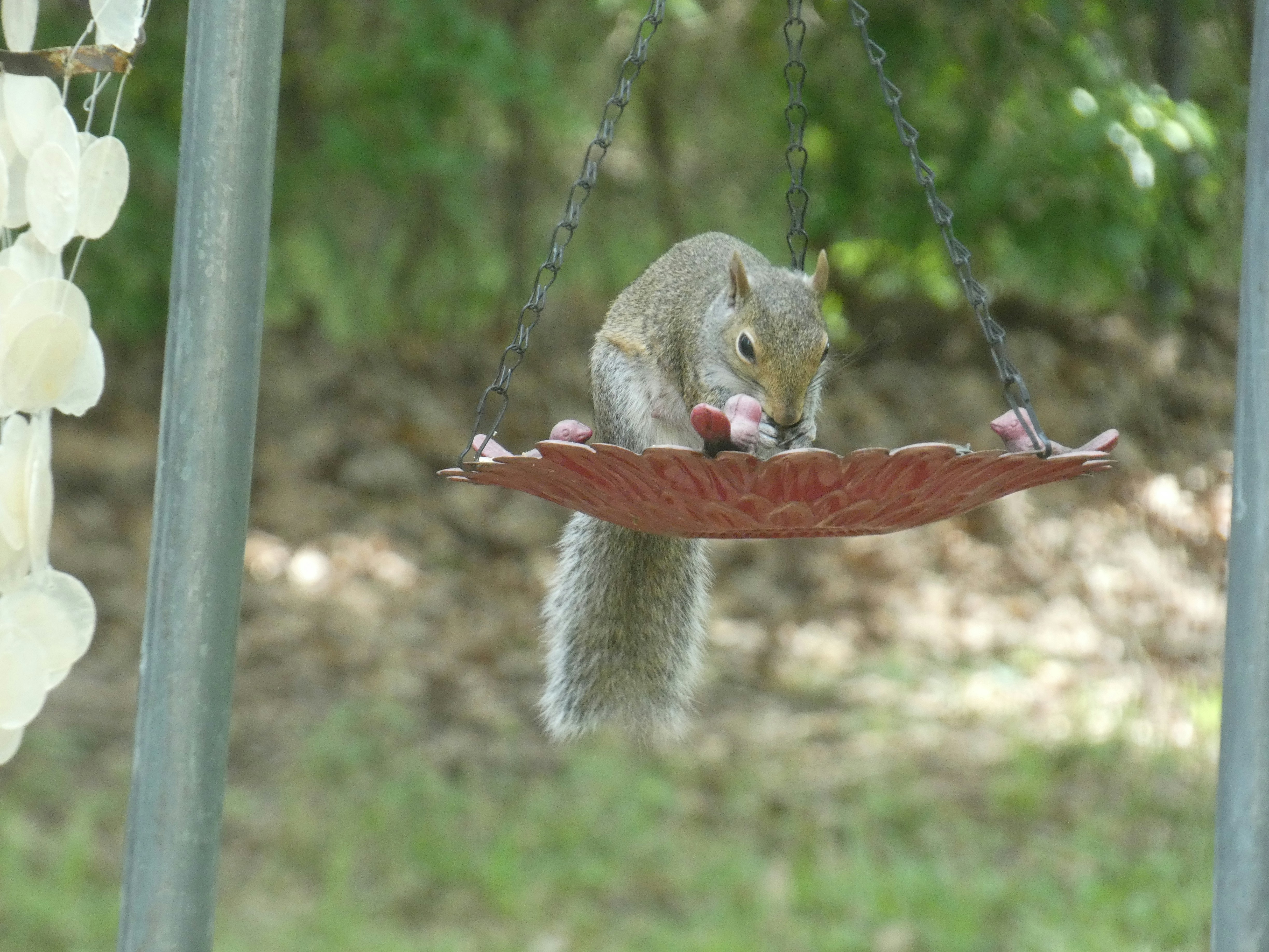 Squirrel at the Edge: A Quiet Moment on a Hanging Platform