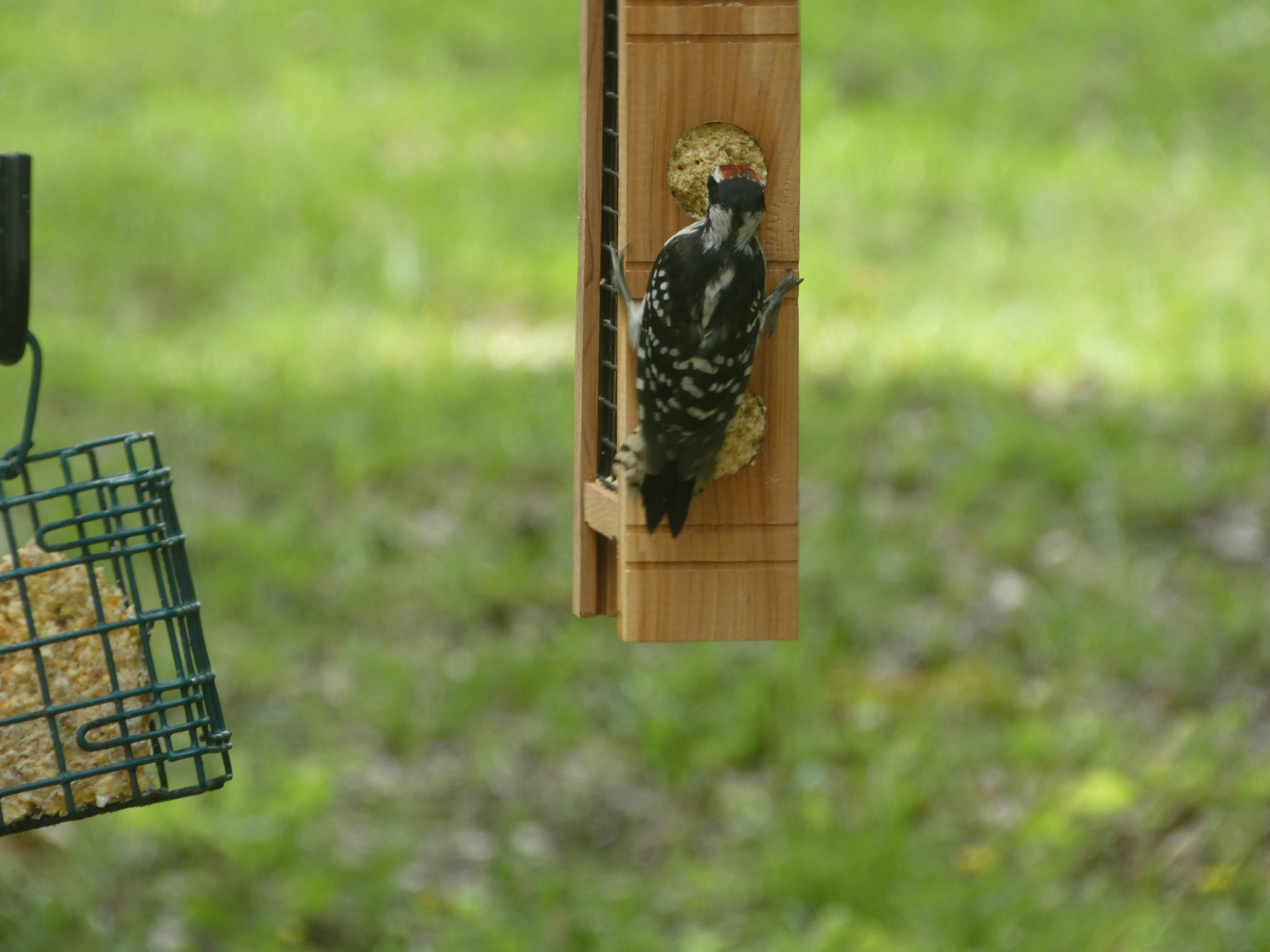 Woodpecker clings to a wooden bird feeder filled with seed in a sunlit backyard. The scene captures a quiet feeding moment.