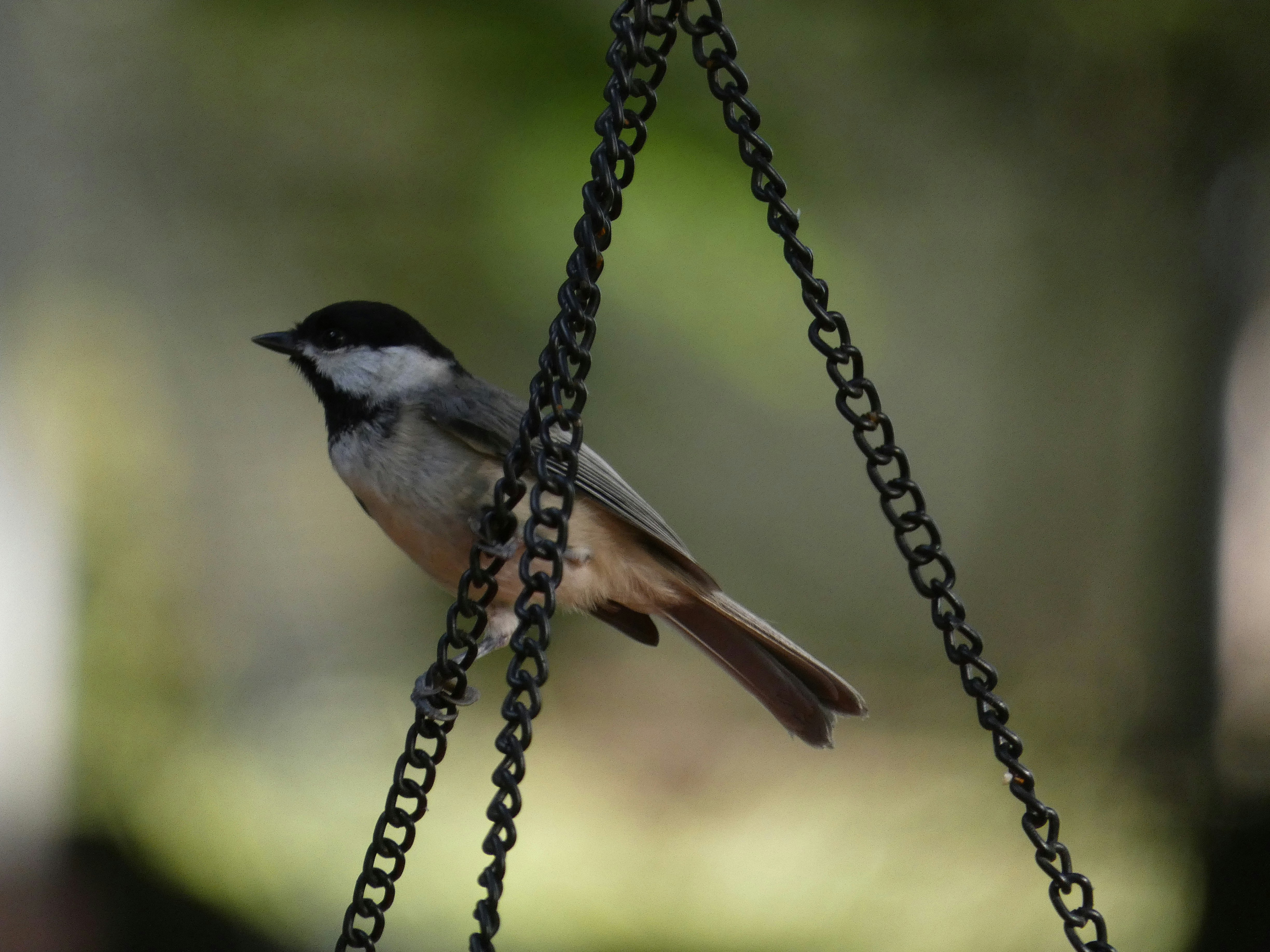 Bird photo shot on Panasonic Lumix FZ80