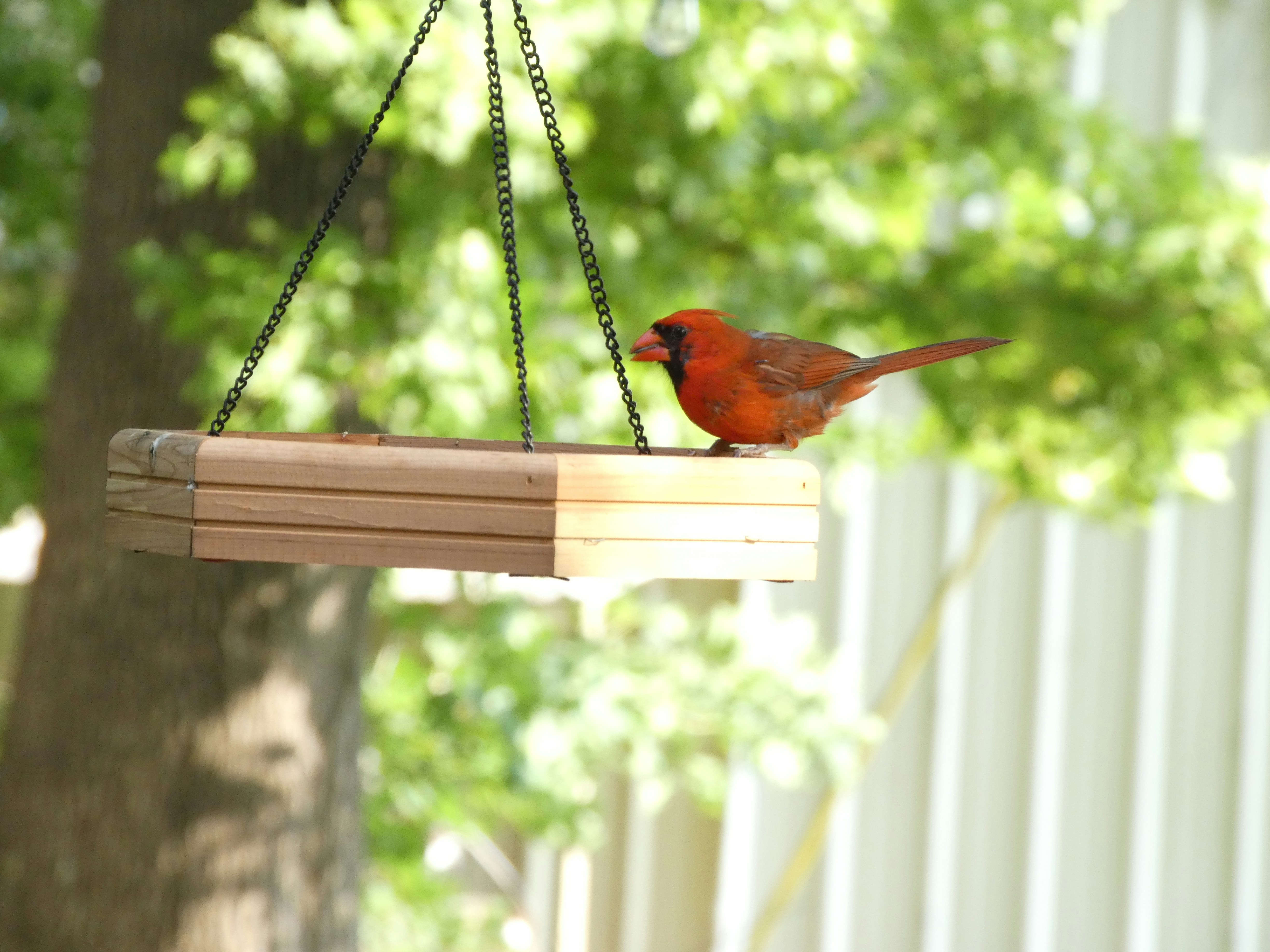 Scarlet Visitor on a Wooden Swing