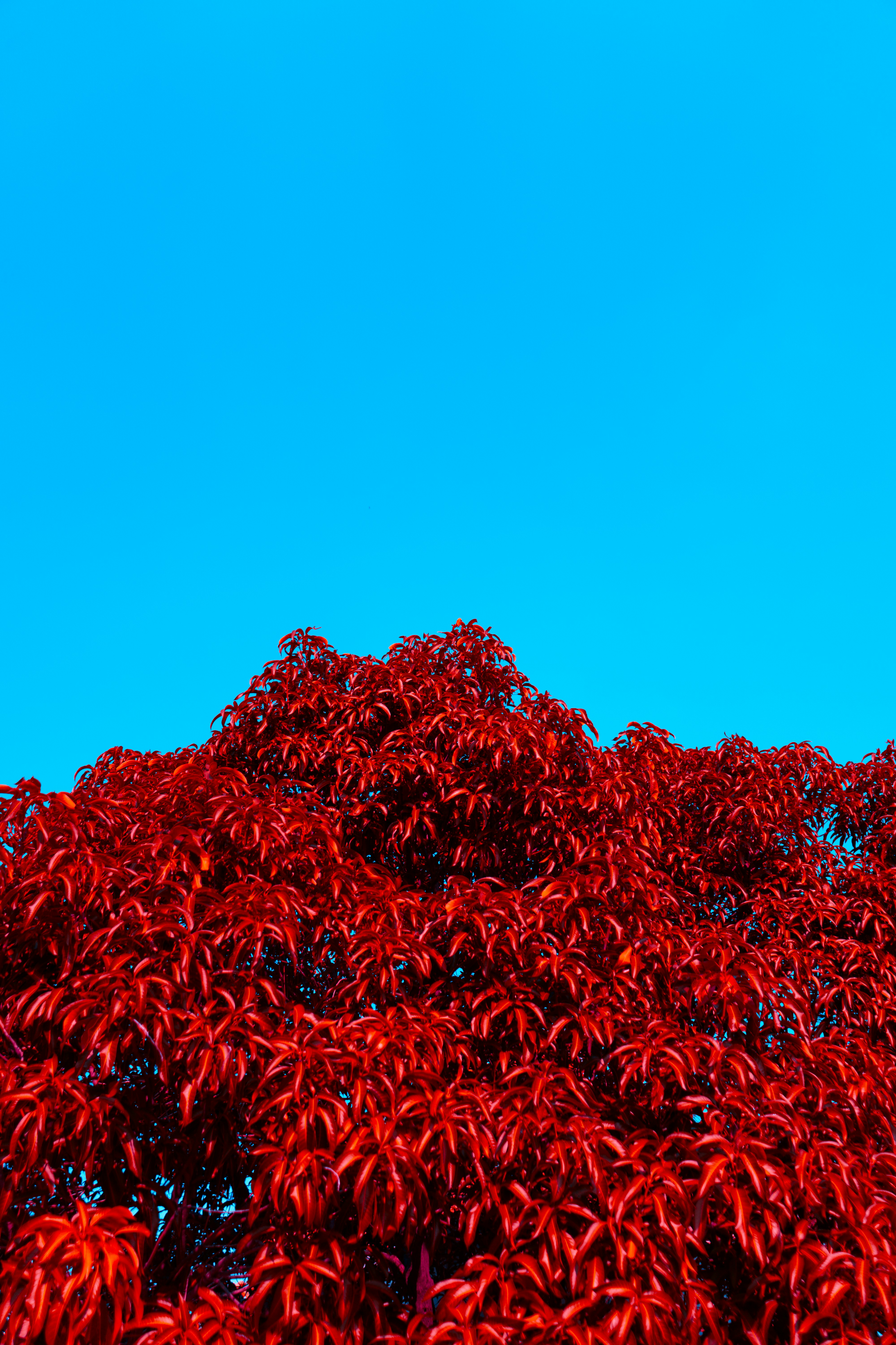 Crimson Canopy Framed by a Cerulean Sky