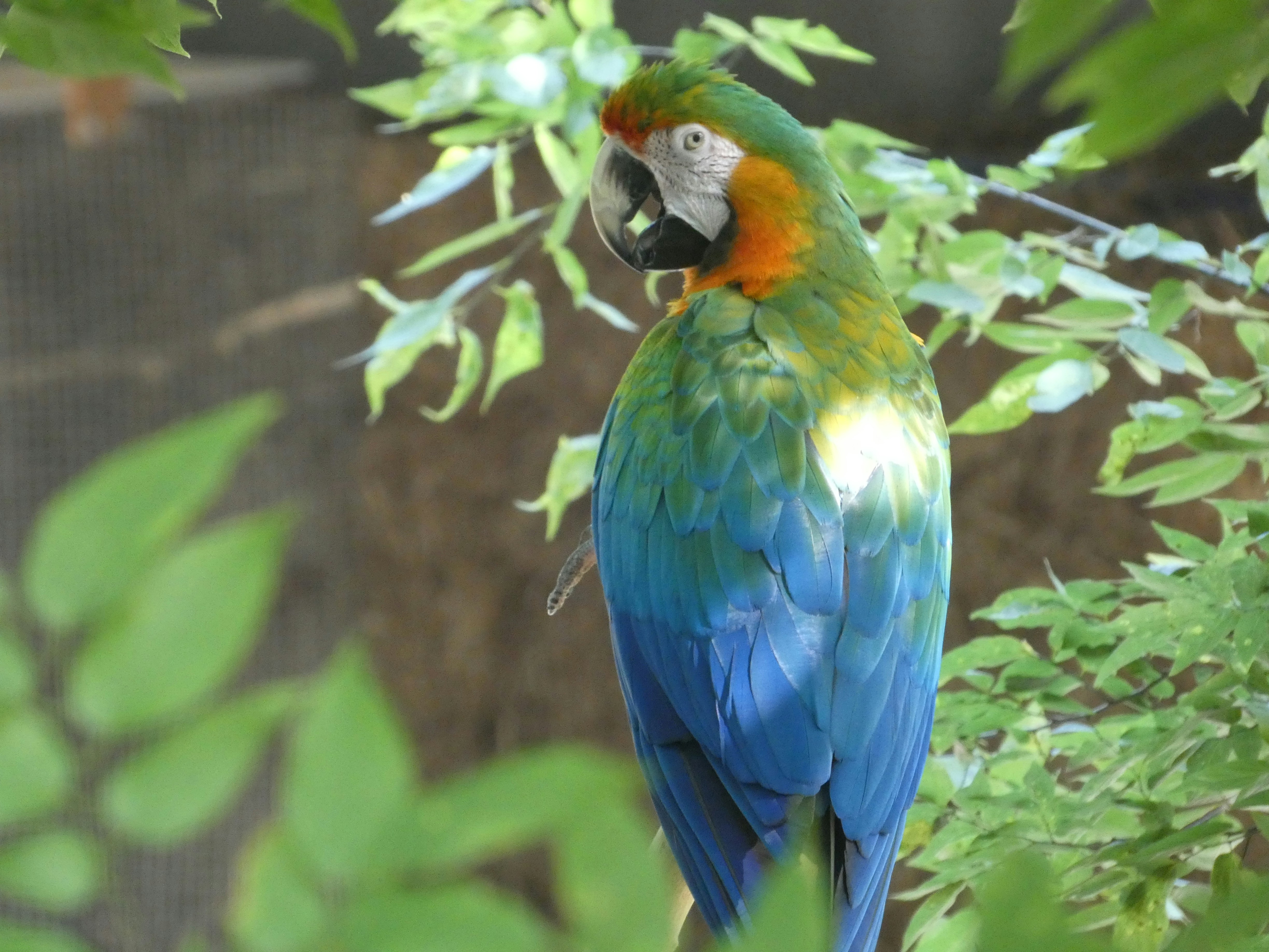 Close-up photograph of a multicolored macaw perched among green leaves, head tilted toward the camera to showcase its vibrant plumage.
