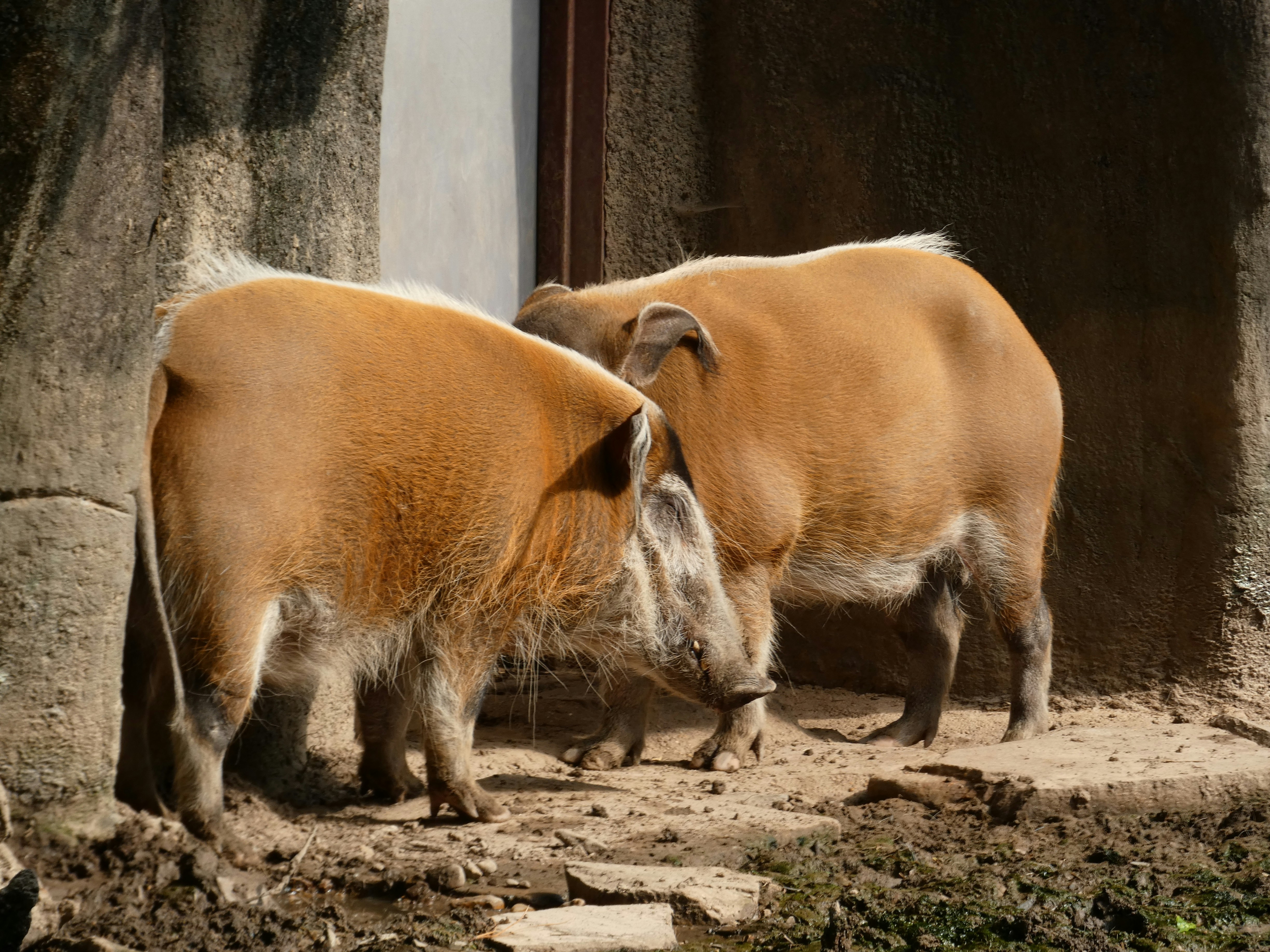 Snouts in Sync: A Sunlit Pause Between Two Boars