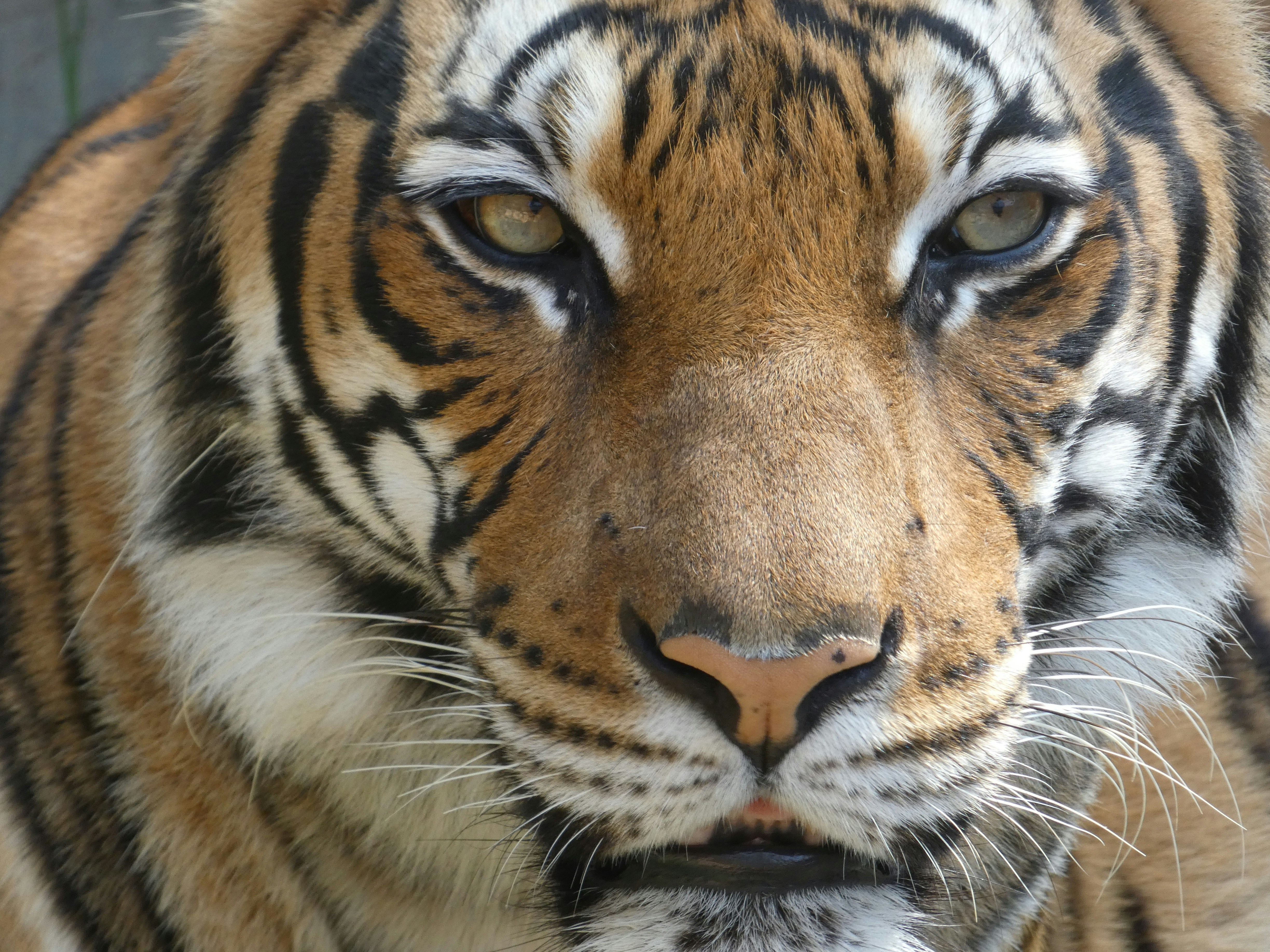 A close up of a tiger looking at the camera photo – Free Tiger head ...