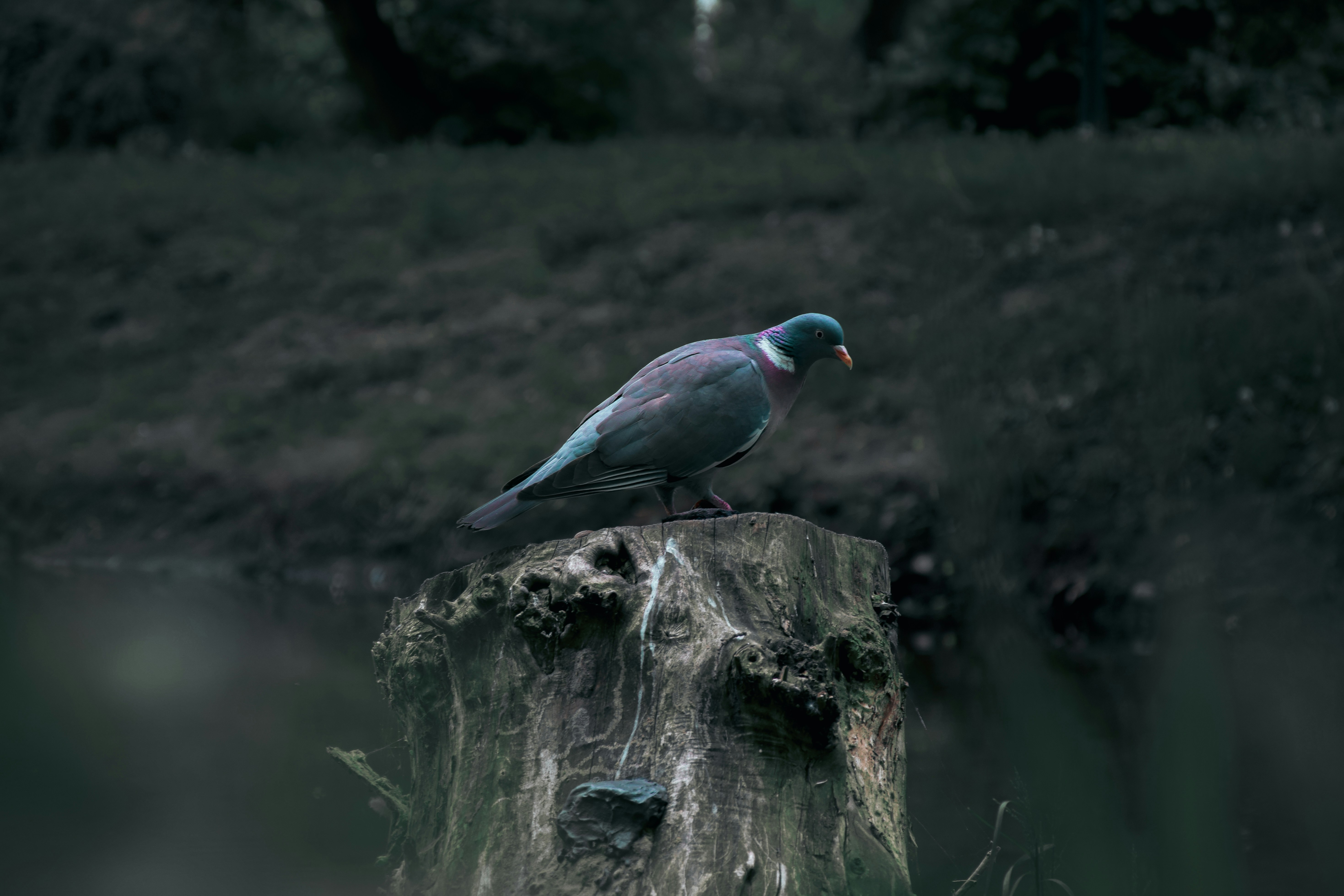 Verdigris Pigeon on a Weathered Stump by Quiet Water
