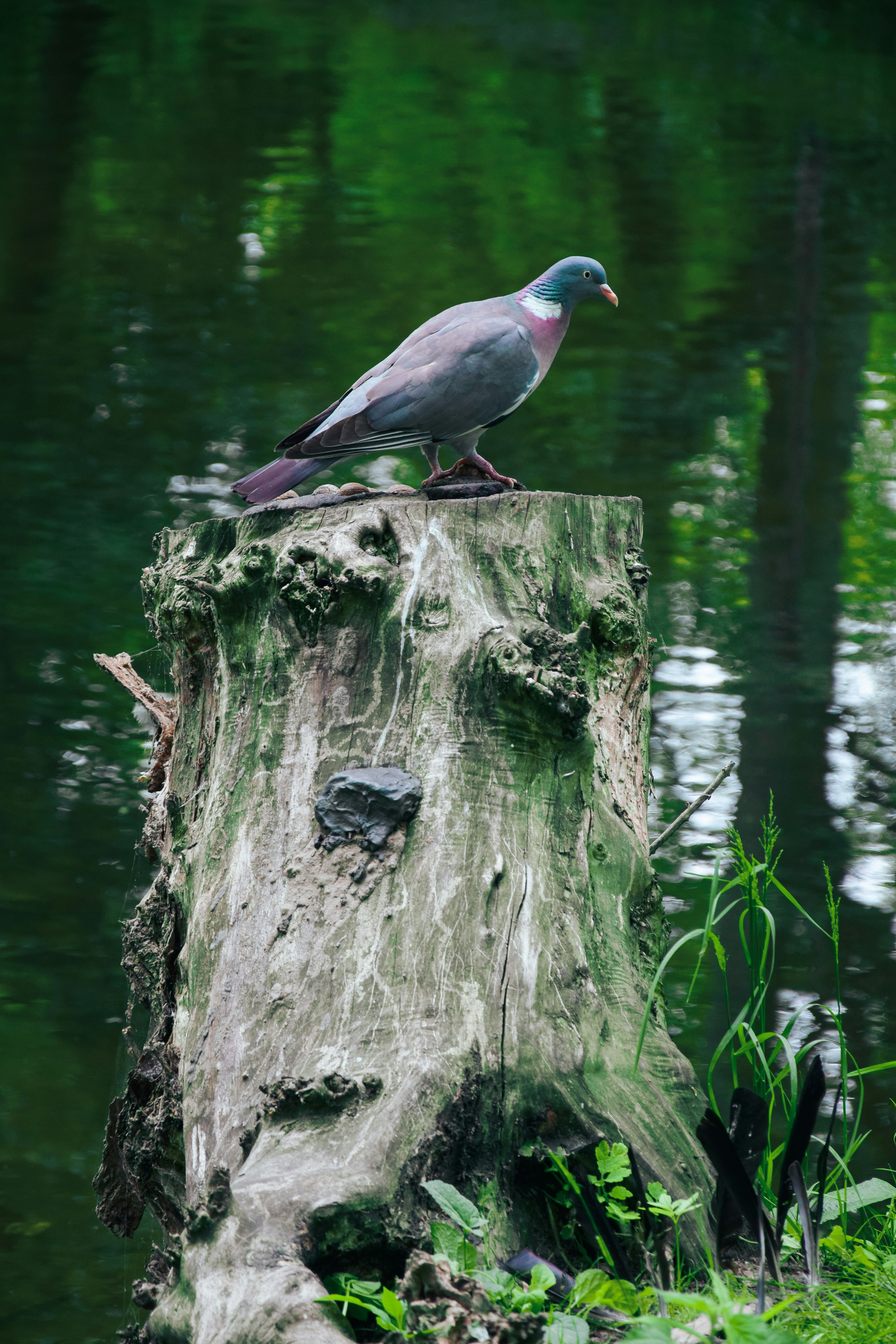 Pigeon Perched on a Weathered Stump by a Tranquil Reflective Pond