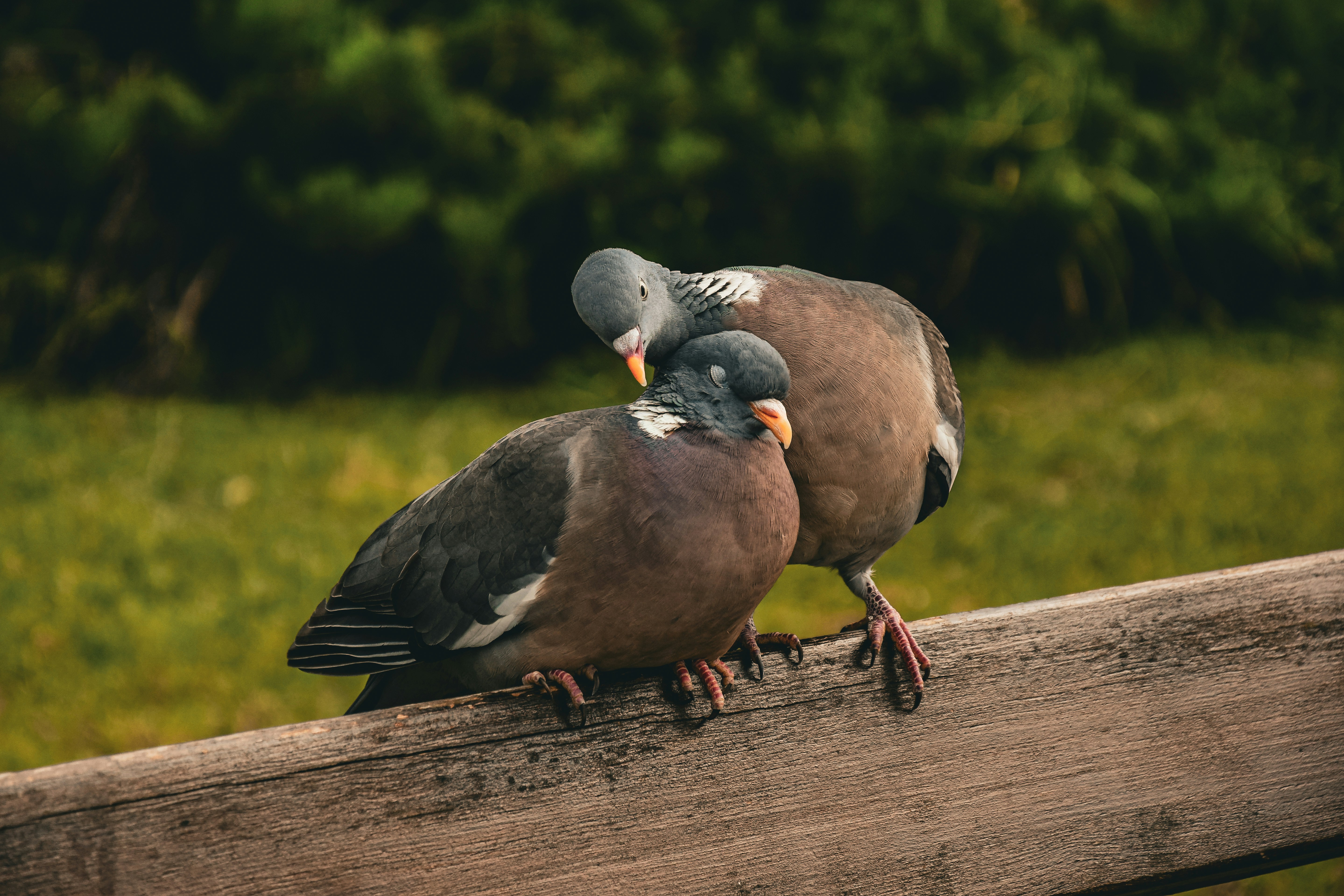 Ein paar vögel, die auf einem holzzaun sitzen Foto – Kostenloses Bild ...