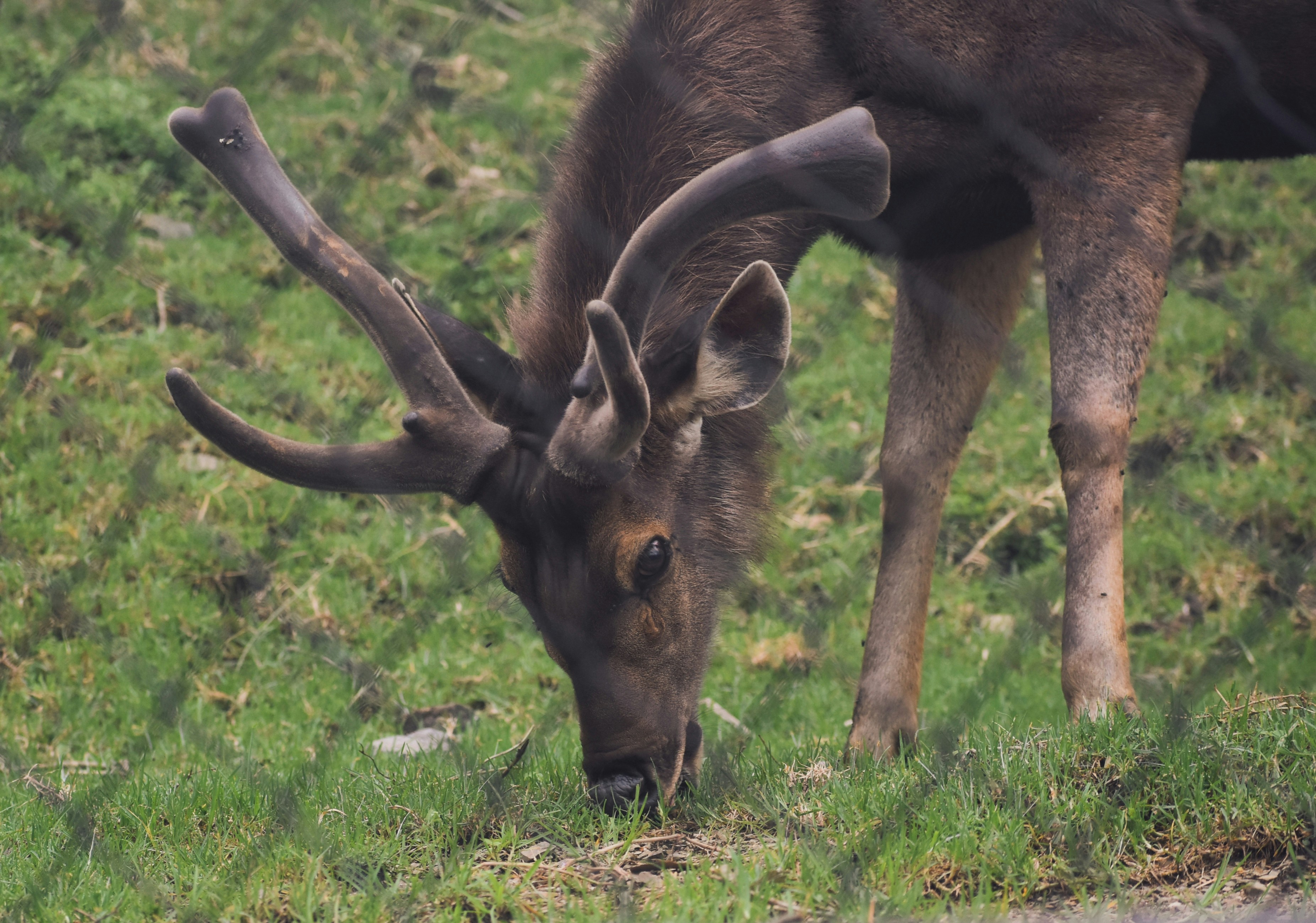 A close up of a animal grazing on grass photo – Free Animal Image on ...