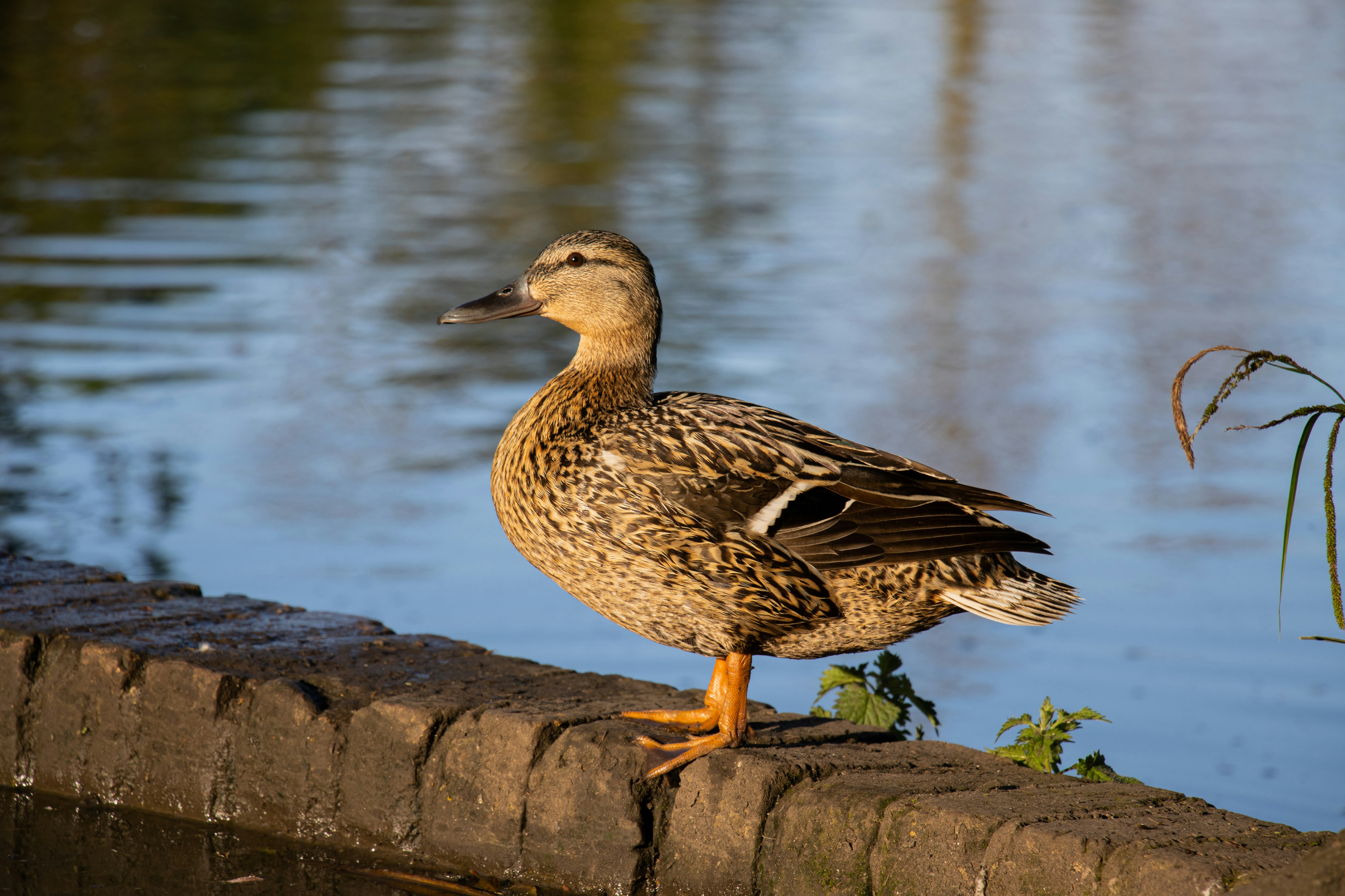 Foto Un pato está parado en una repisa junto al agua – Imagen Kent ...