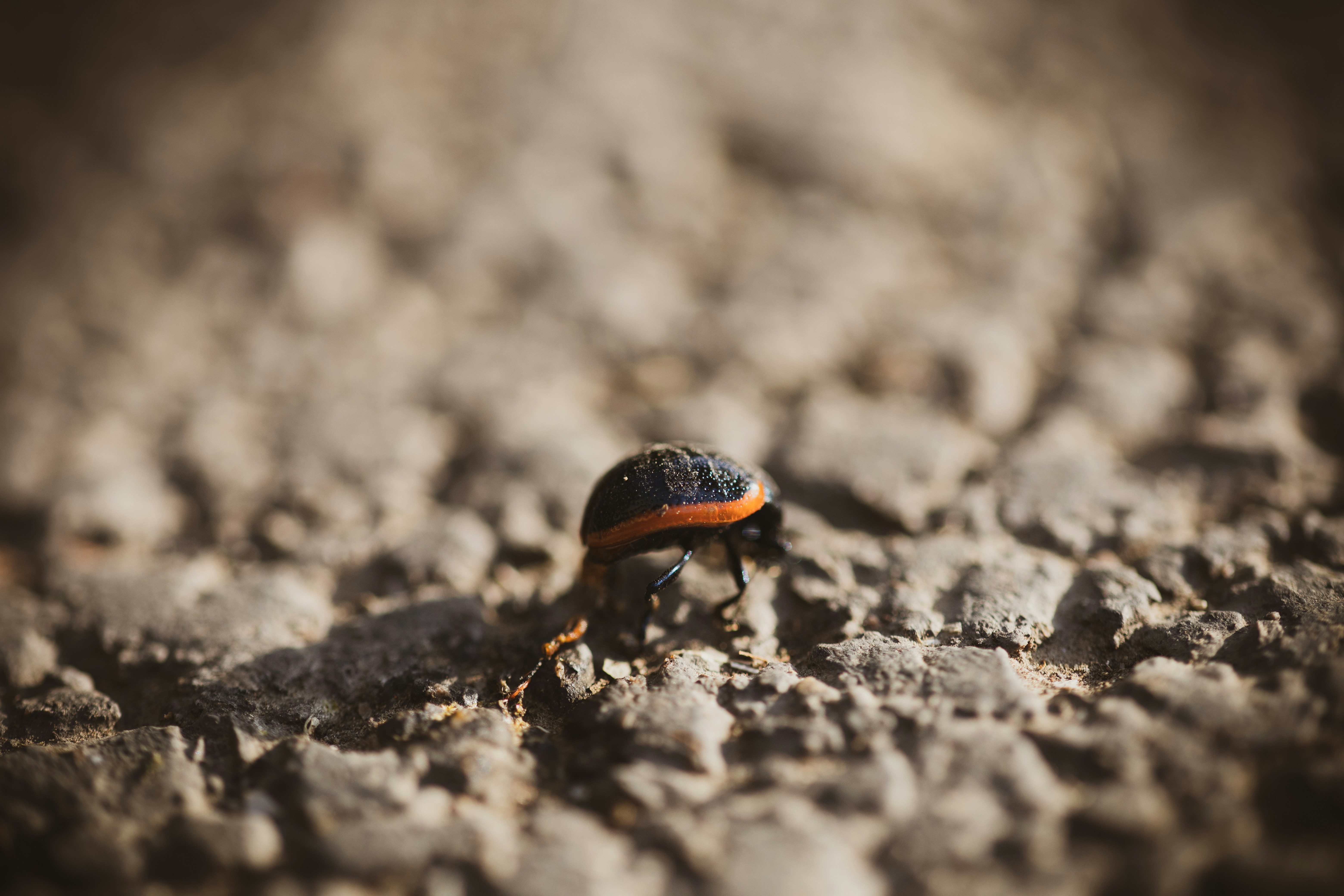 A bug crawling on the ground in the dirt photo – Free Soil Image on ...