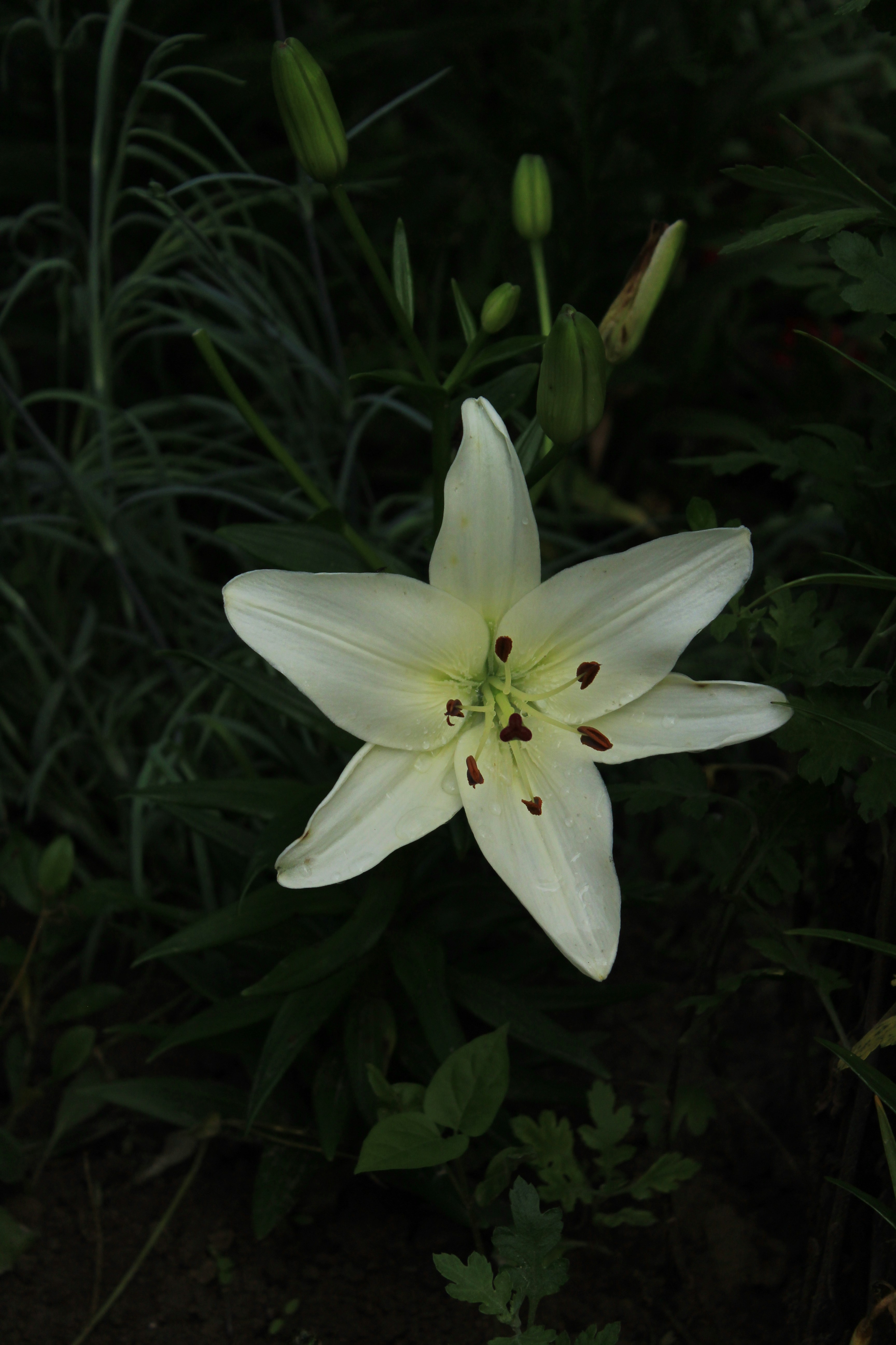 Solitary White Lily in a Shadowed Garden Bed