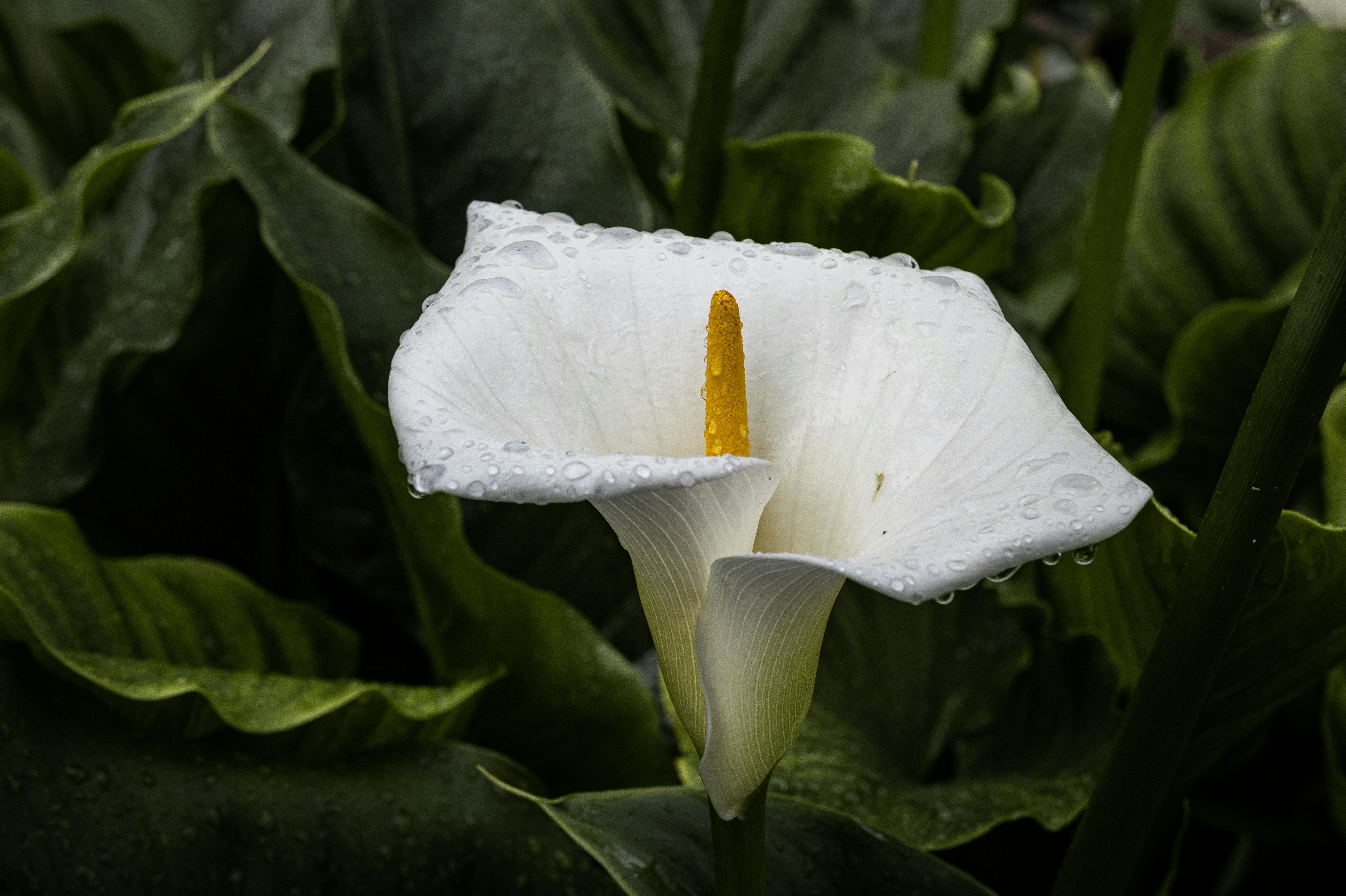 Ivory Calla Under a Green Canopy: Dew-Kissed Elegance