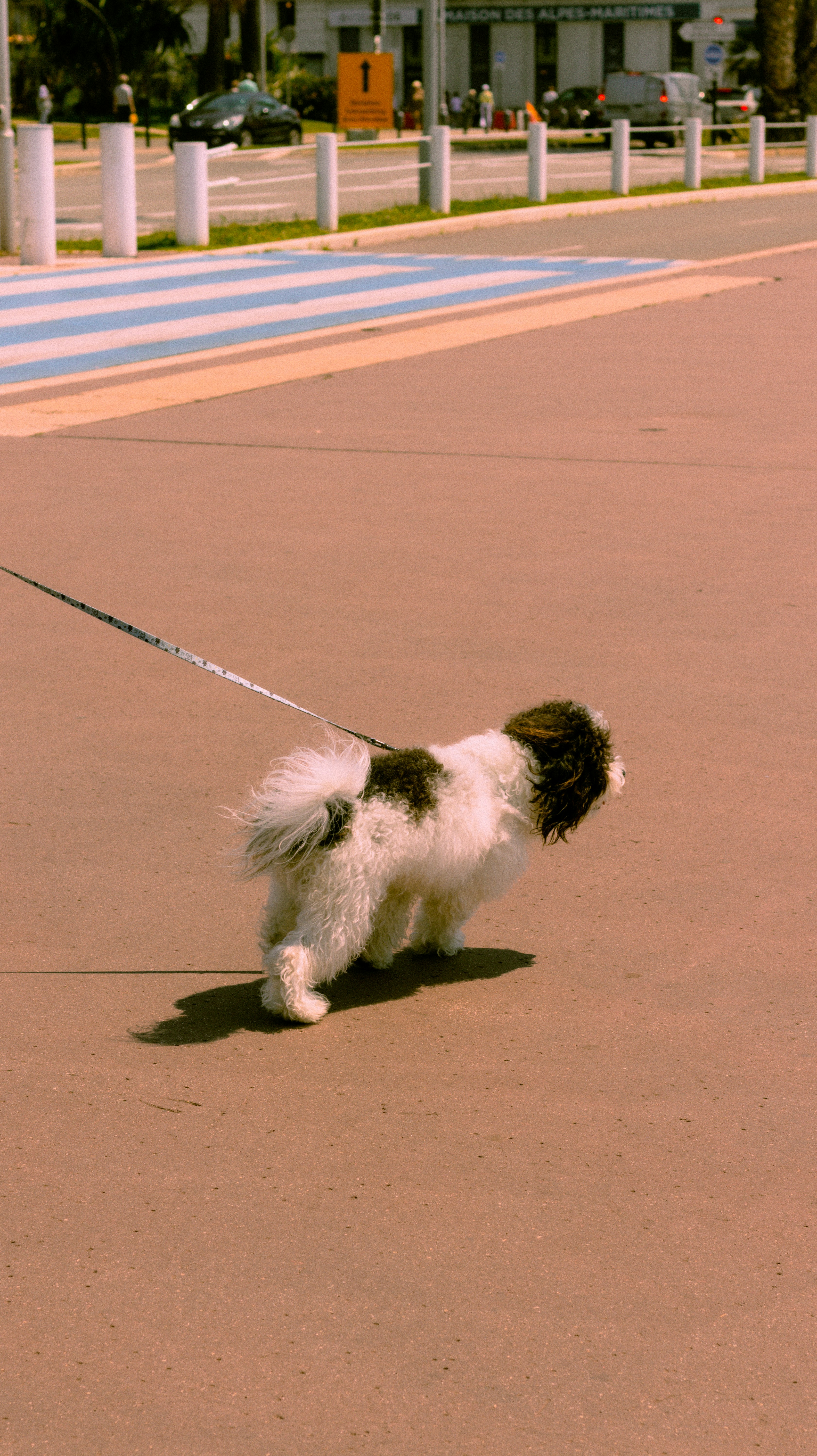 Sunlit Stroll: A Fluffy Leashed Dog on the Move