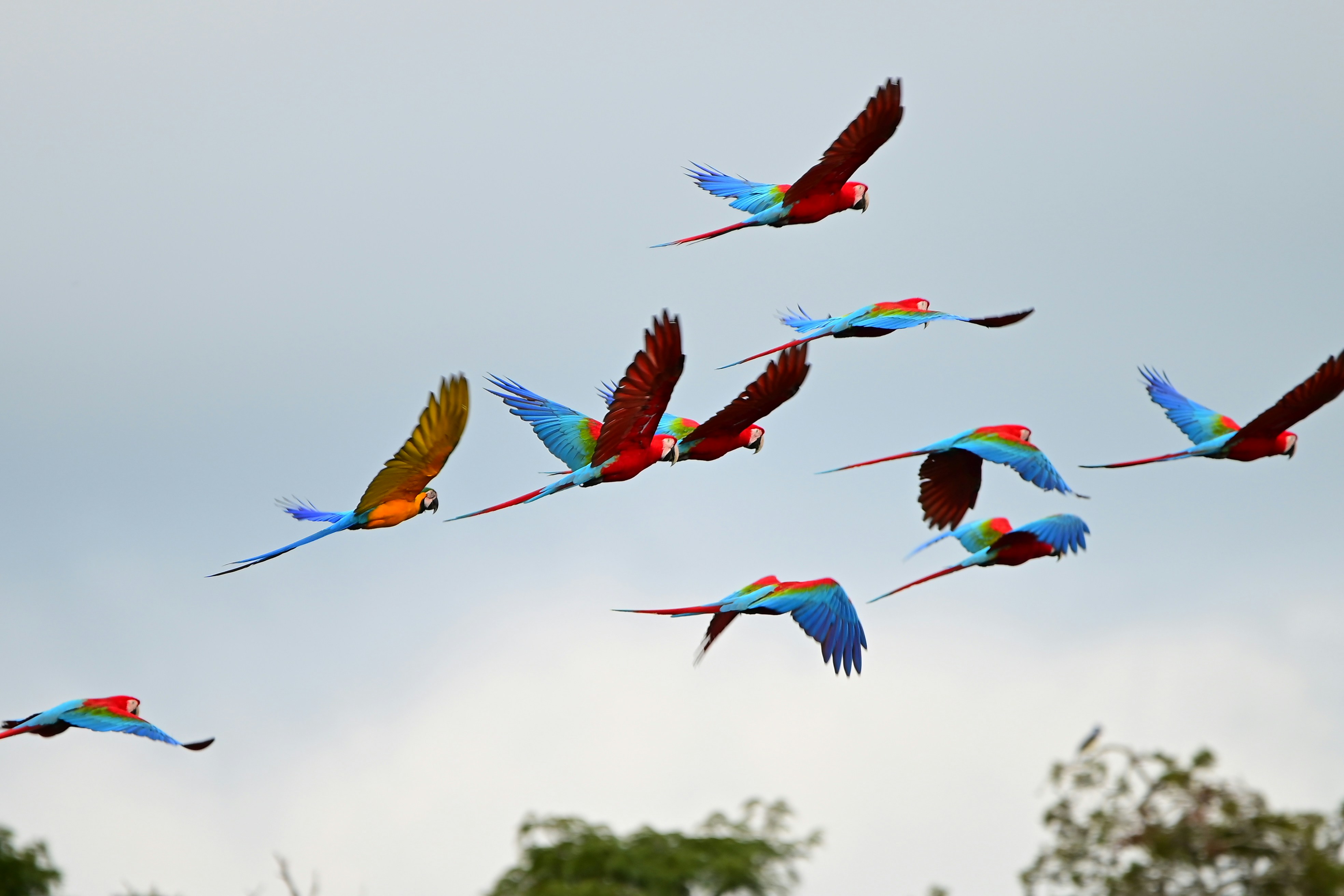 A flock of colorful birds flying through a cloudy sky photo – Free Brazilië Image on Unsplash