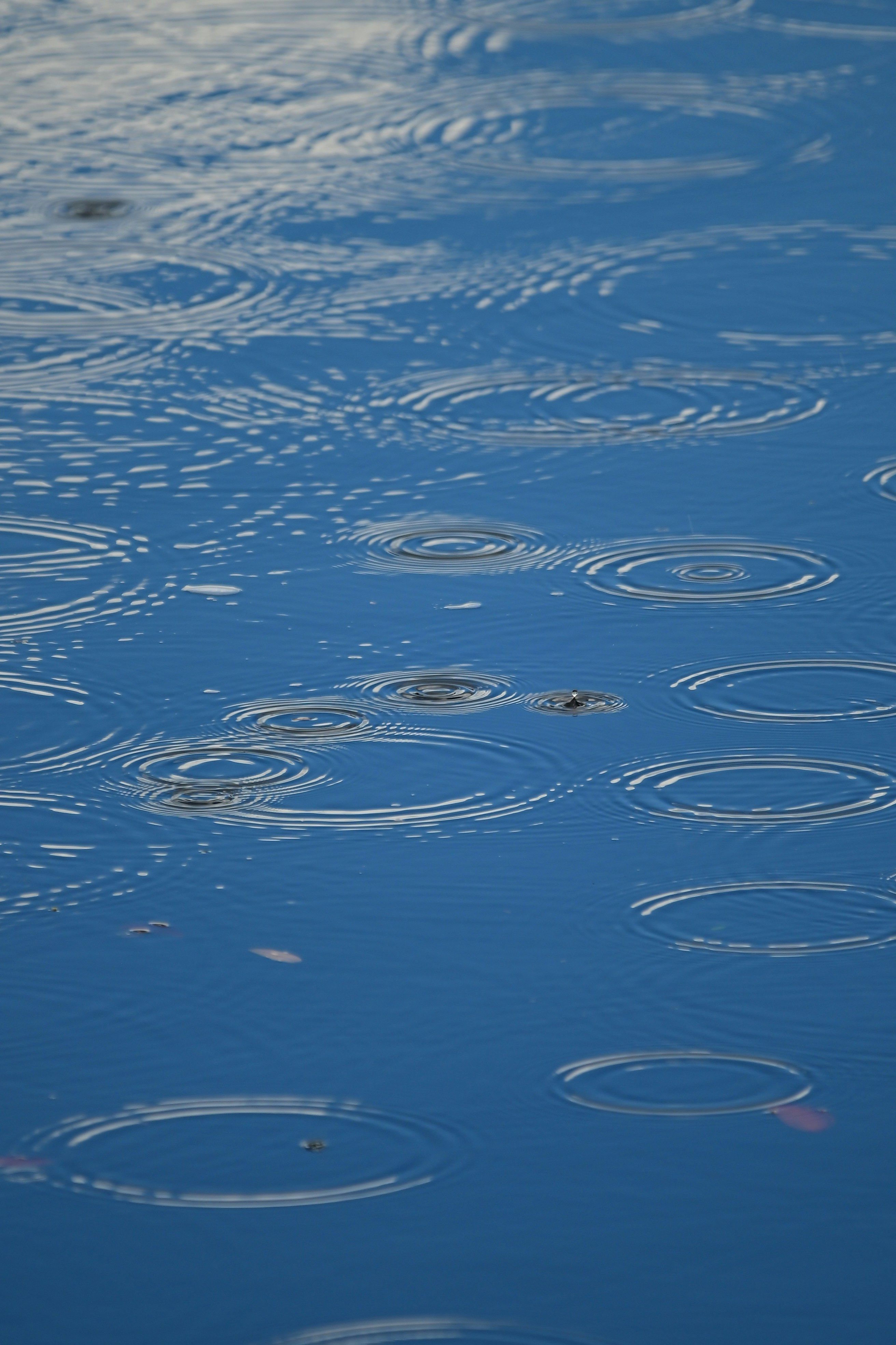 A group of circles floating on top of a body of water photo – Free ...