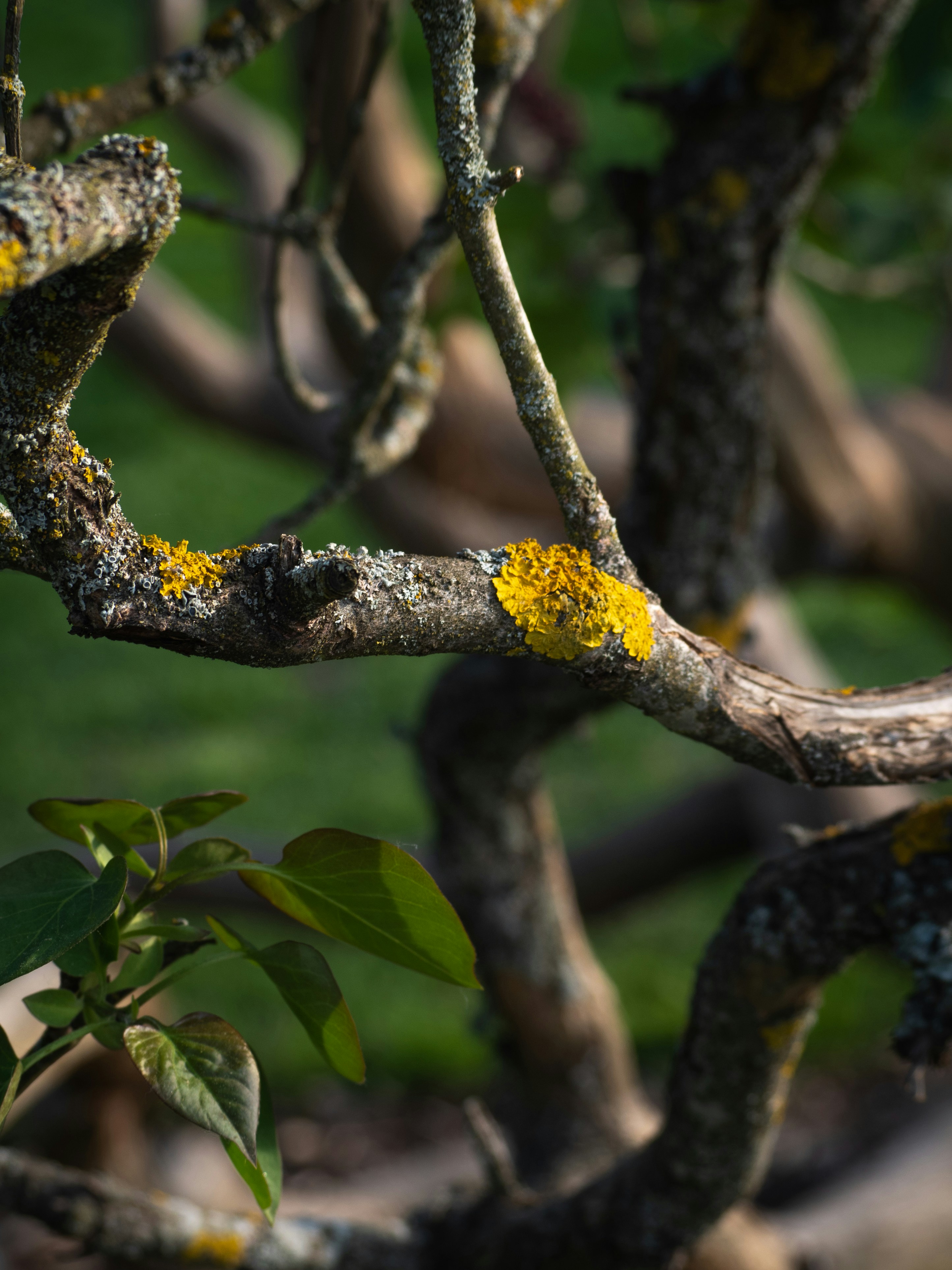 Amber Lichen on Weathered Branches: A Quiet Close-Up in Dappled Light