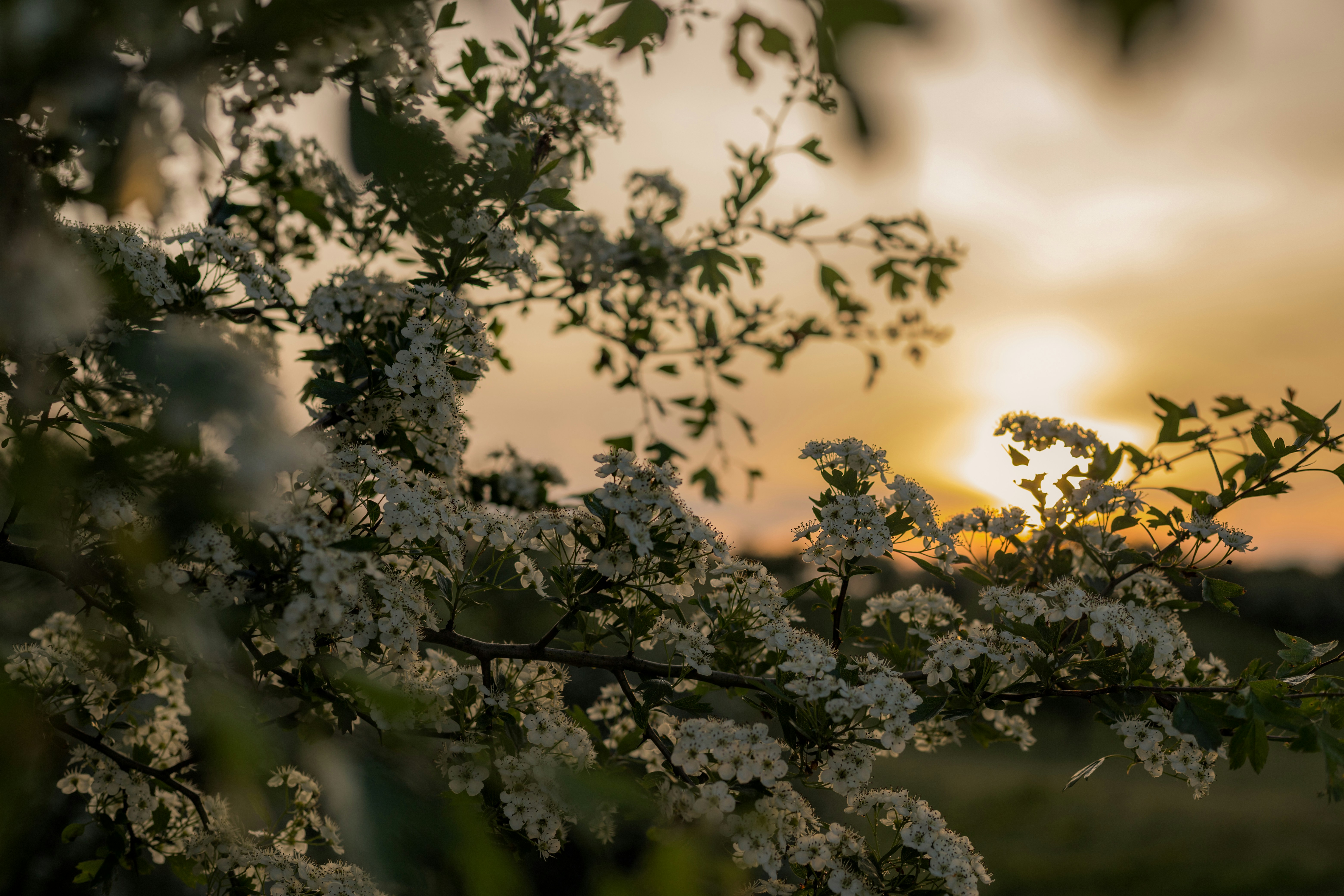 Sunset in Bloom: Quiet Branches Framing the Golden Hour