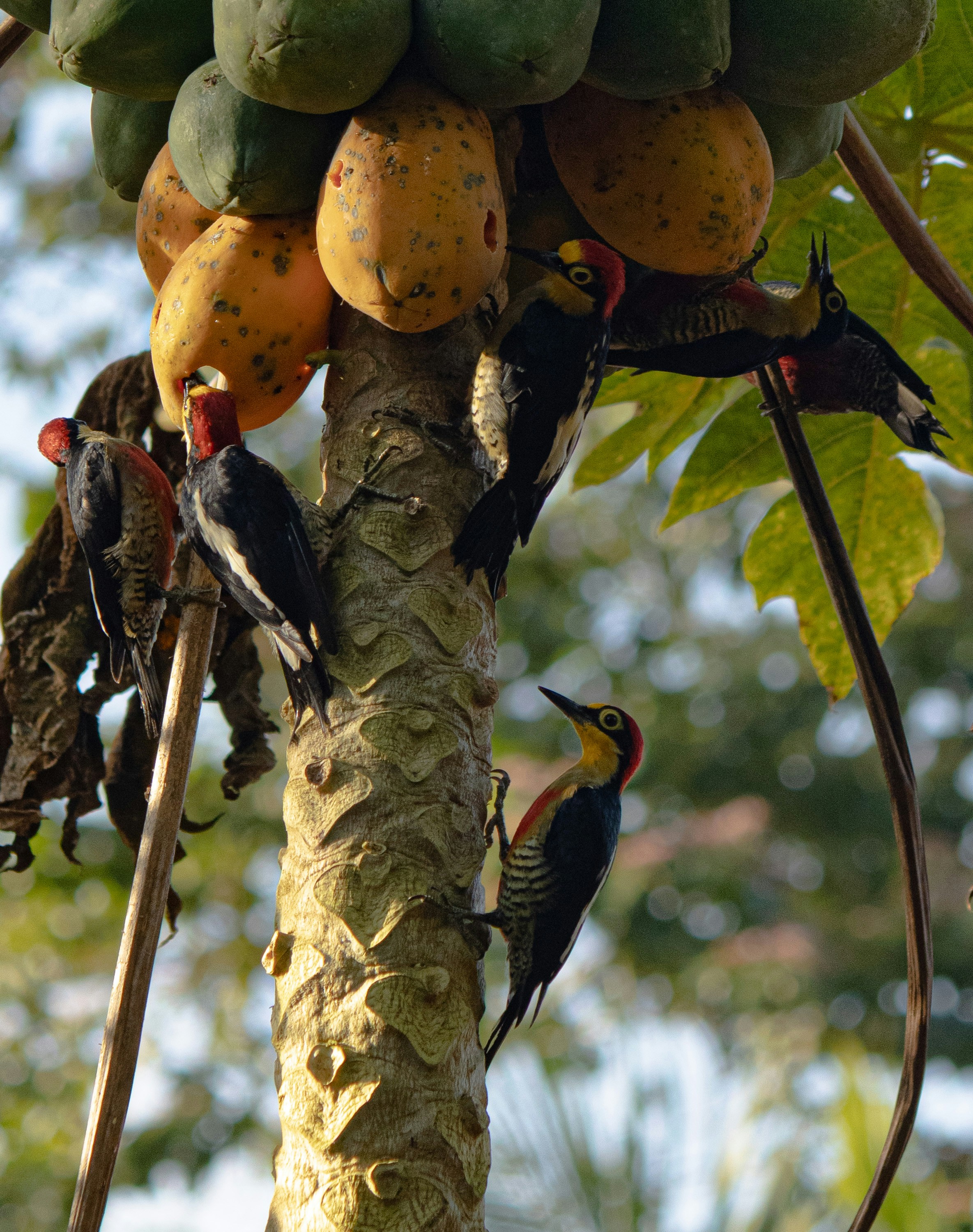 Papaya Rendezvous: A chorus of woodpeckers on a sunlit fruiting trunk