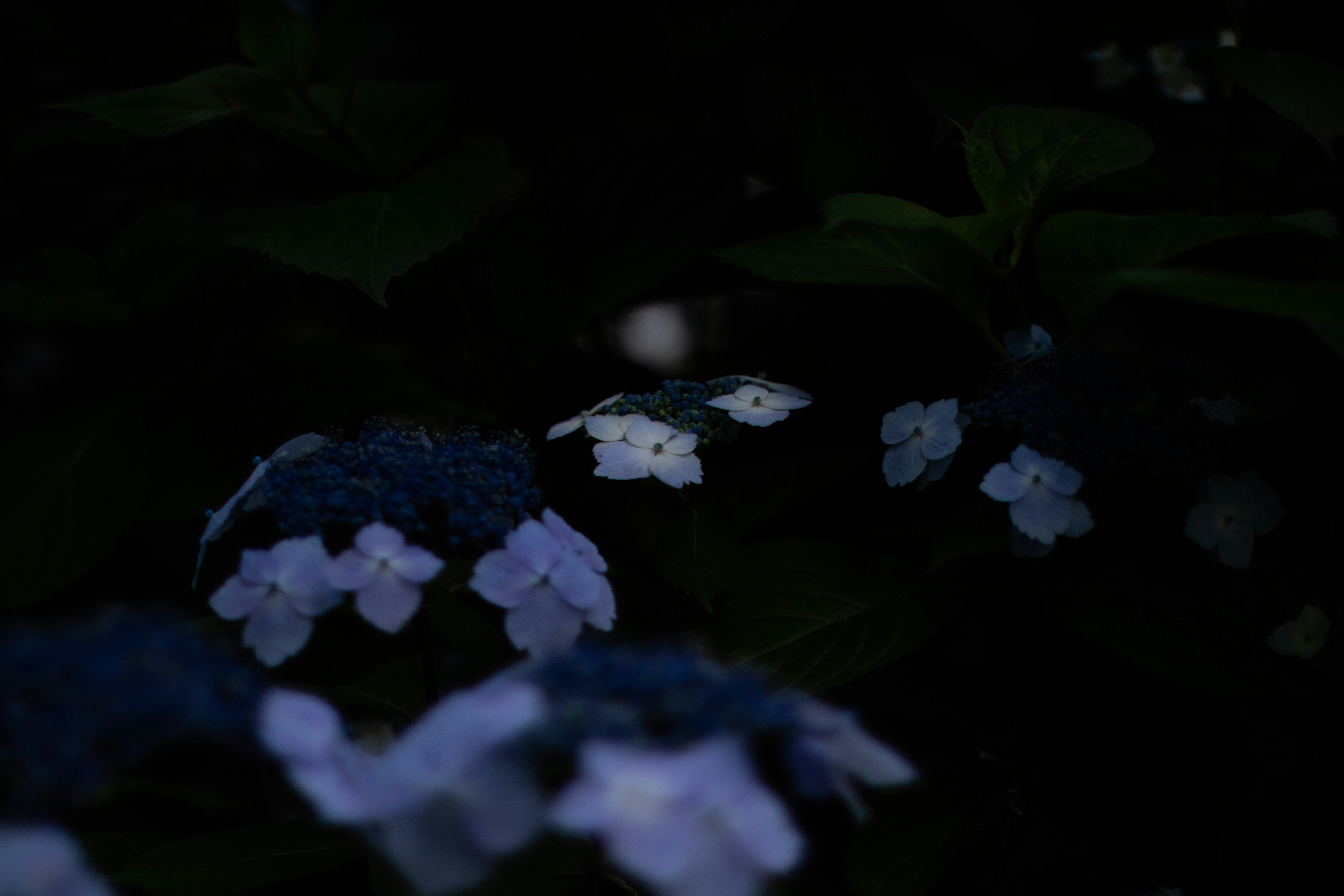 Twilight Hydrangea: Blue Blooms in Velvet Shadow
