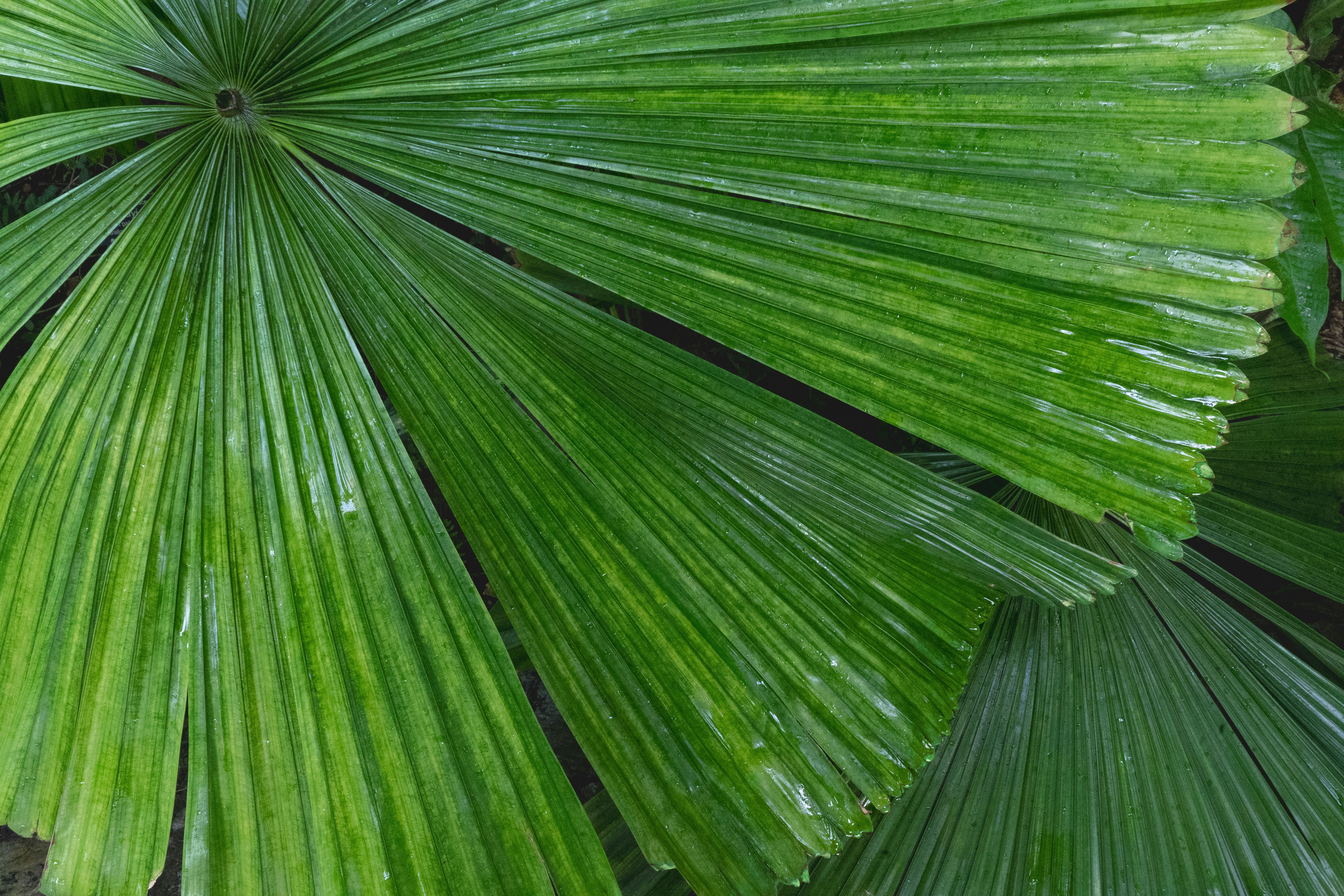 Fan Palm
